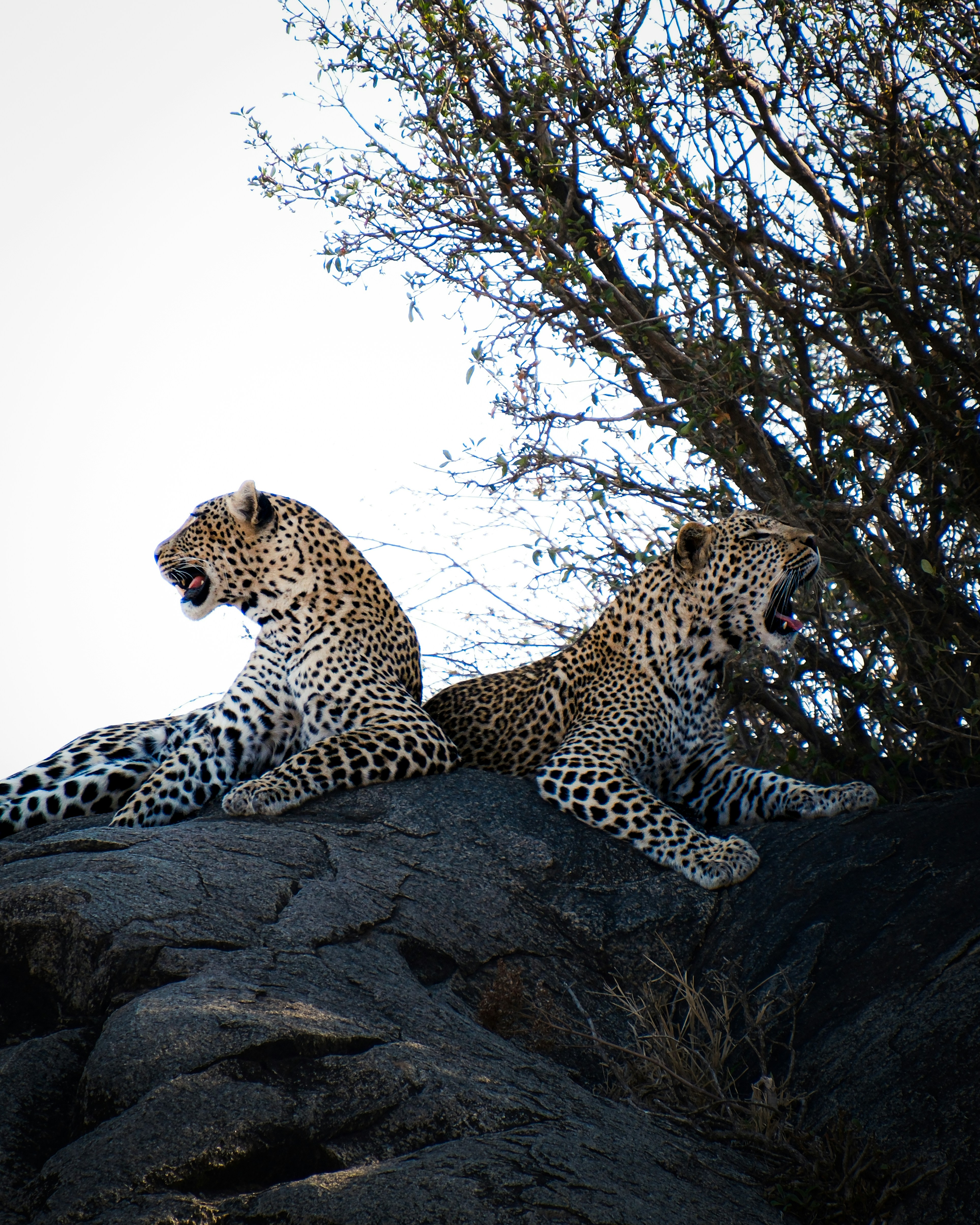Two Serengeti Sentinels Rest on a Sunlit Ridge