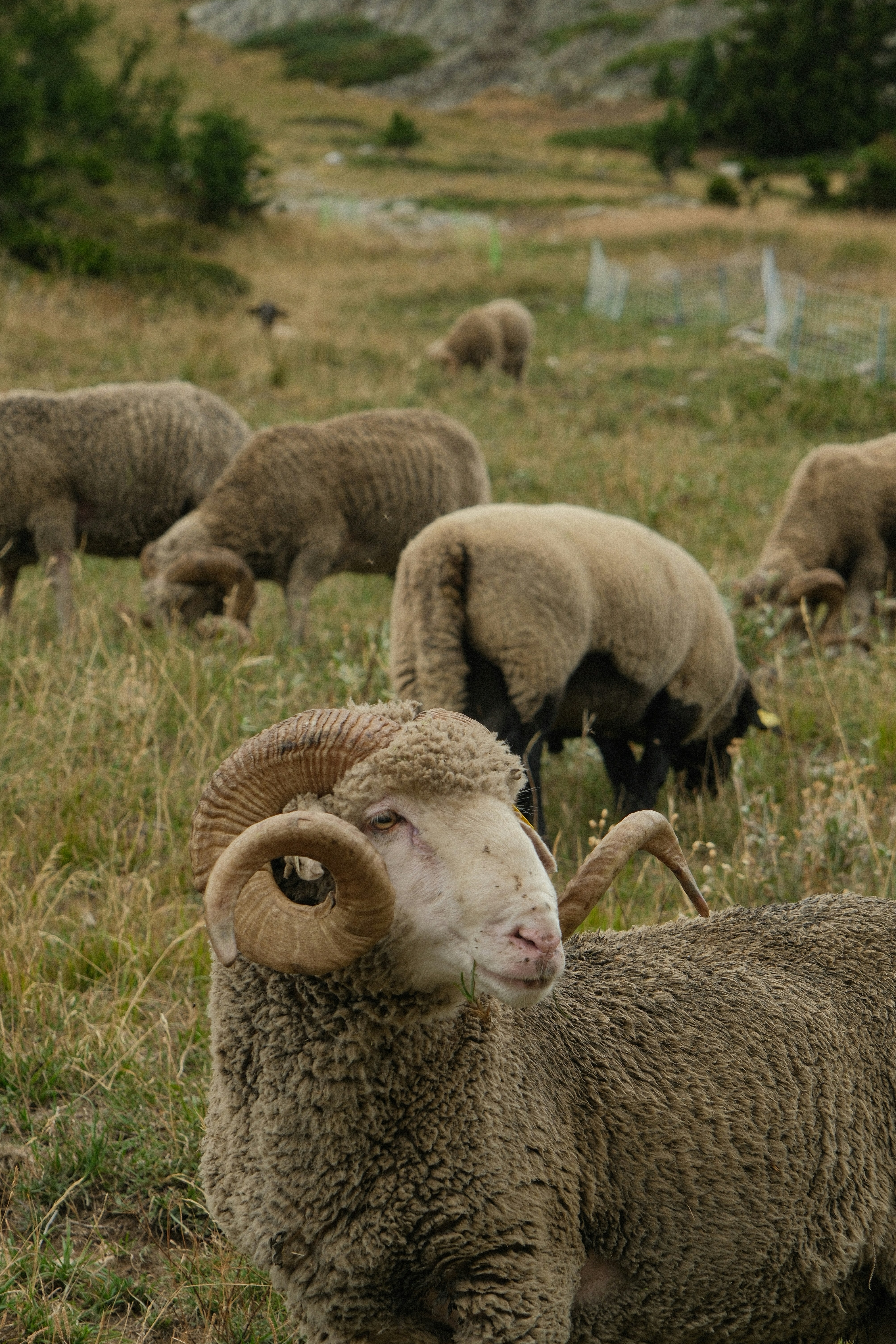 Pasture Portrait: A Ram in the Field