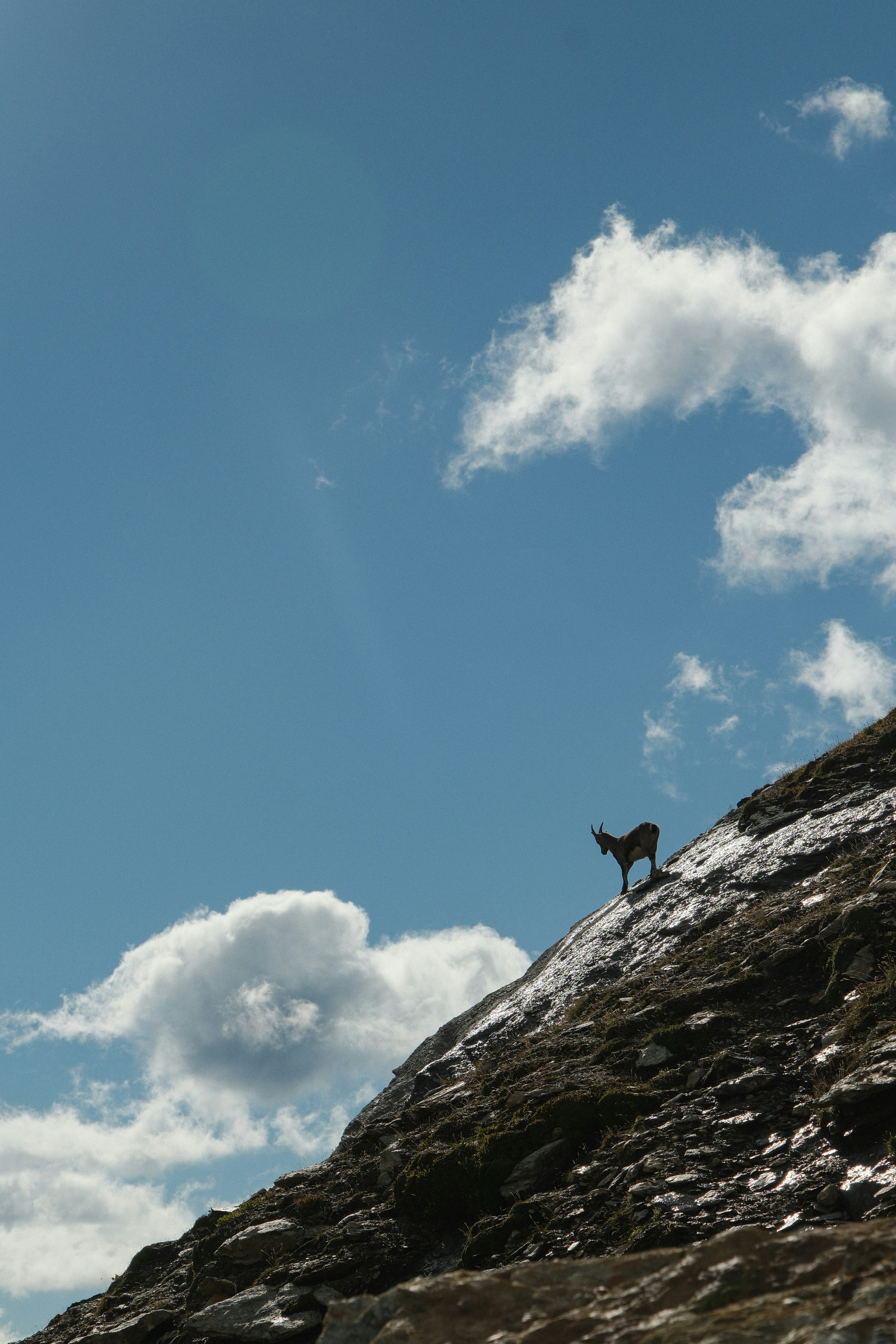 Goat on the Ridge: A Lone Figure Against a Vast Sky