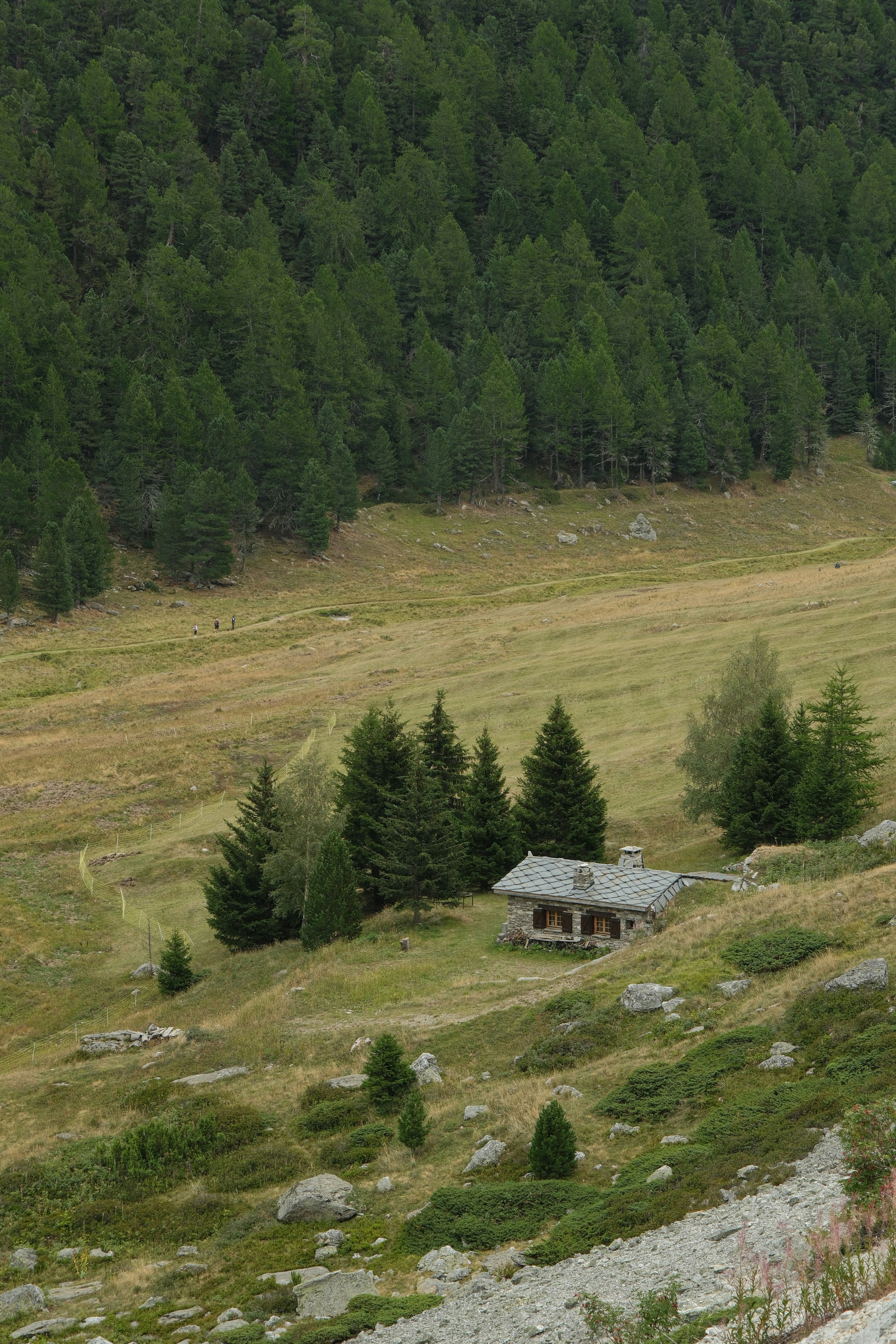 Secluded Alpine Cabin Surrounded by Silent Pines