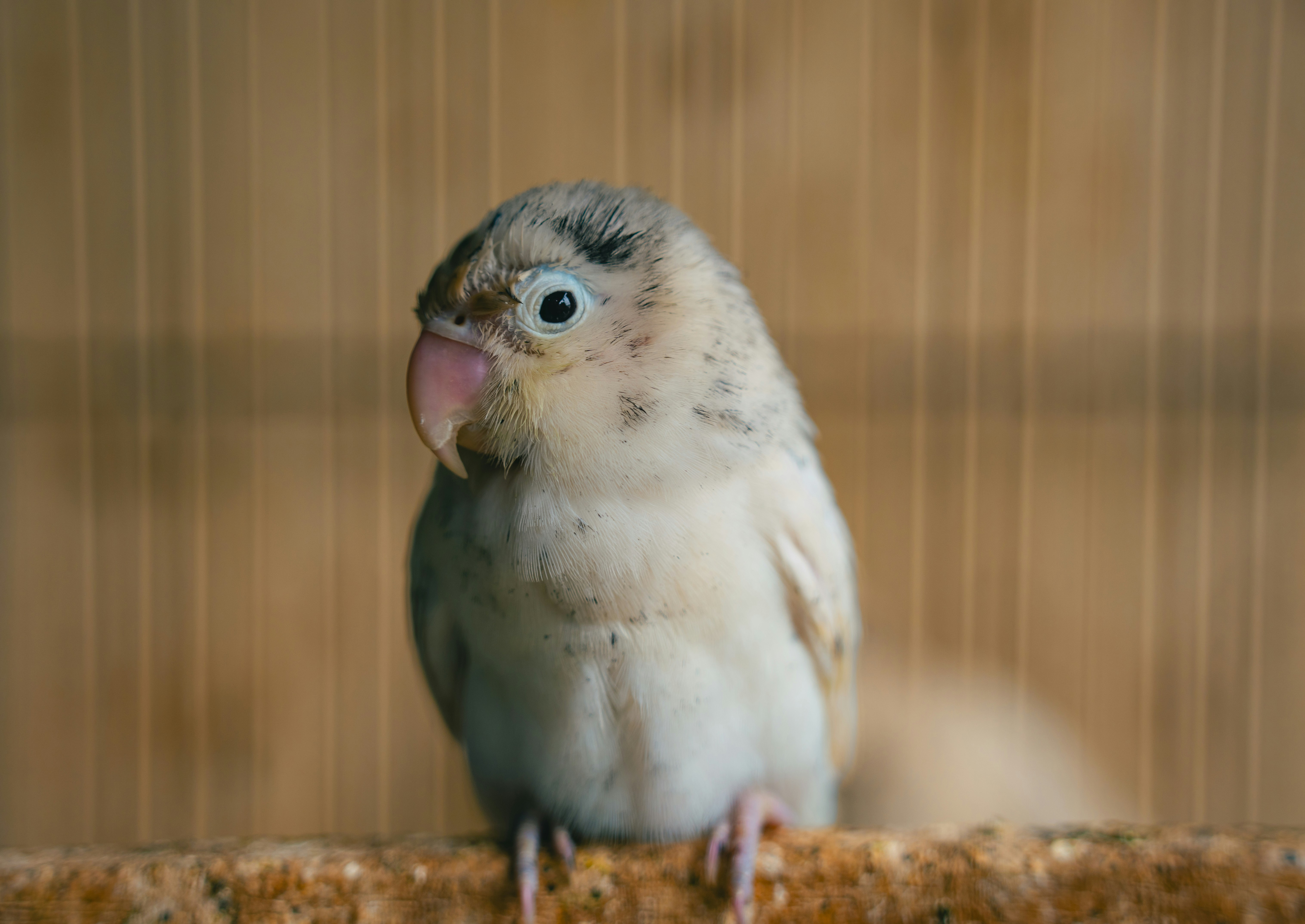 Curious Little Beak: A Quiet Portrait of a Parakeet