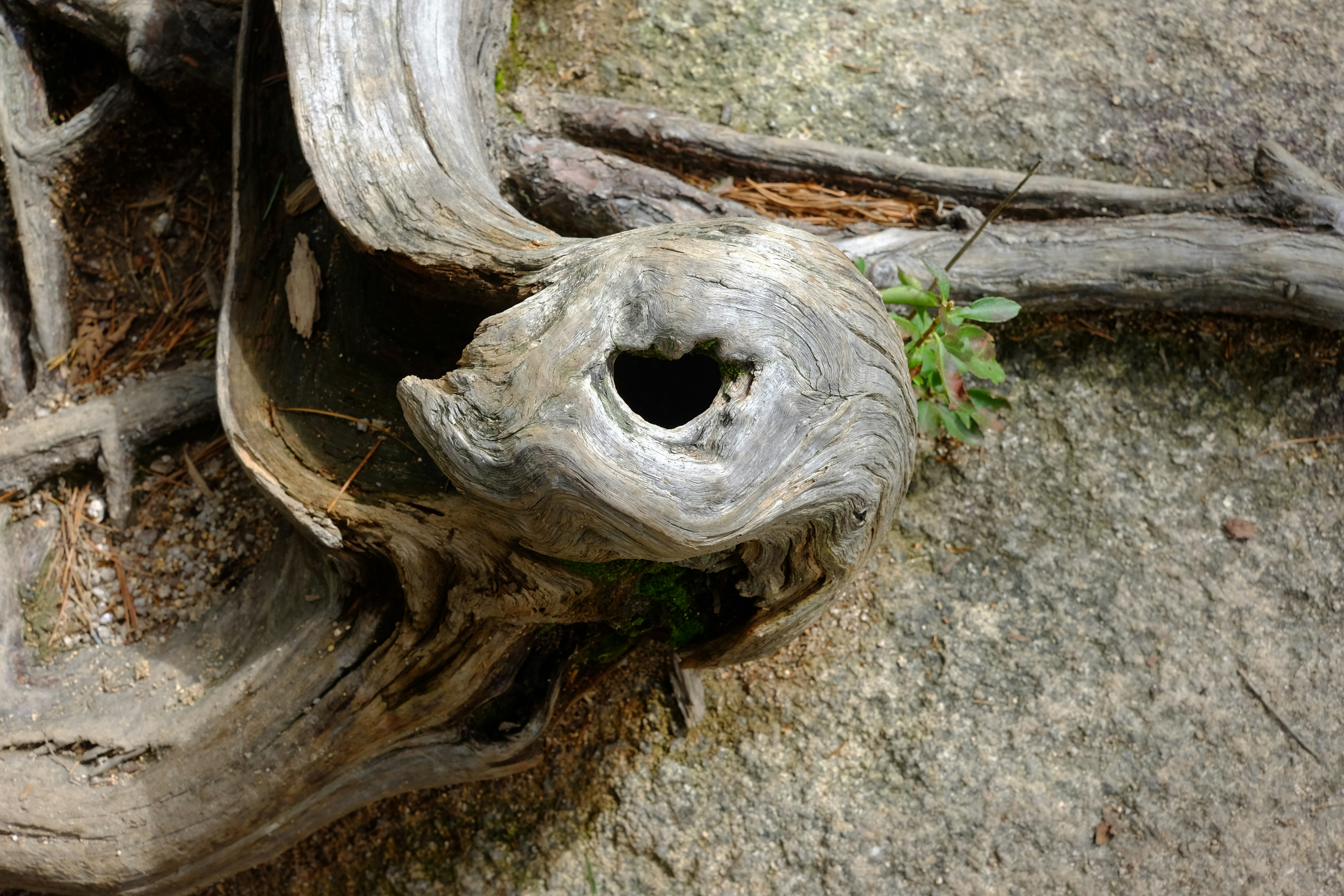 Driftwood Dragon: Weathered Knot as Nature's Sculpted Eye