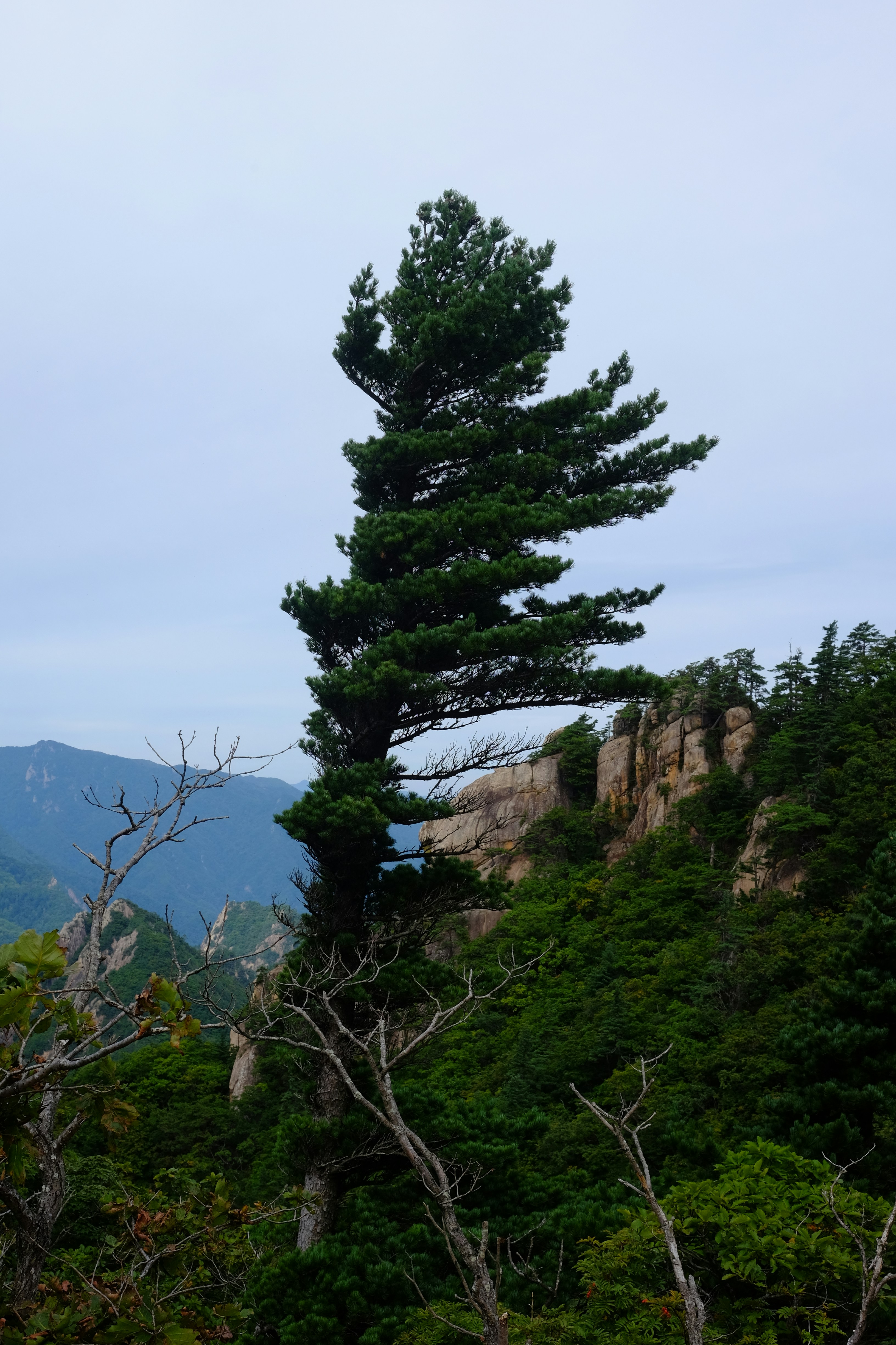 A resilient pine tree perched on a steep cliff ridge over the mountain valley. Carries the Wood (木) element to inspire growth, new beginnings, and vitality. 벼랑 끝 바위 능선에 뿌리내린 소나무 풍경. 목(木)의 기운으로 새로운 시작과 성장의 활력을 돕는 개운 사진입니다.