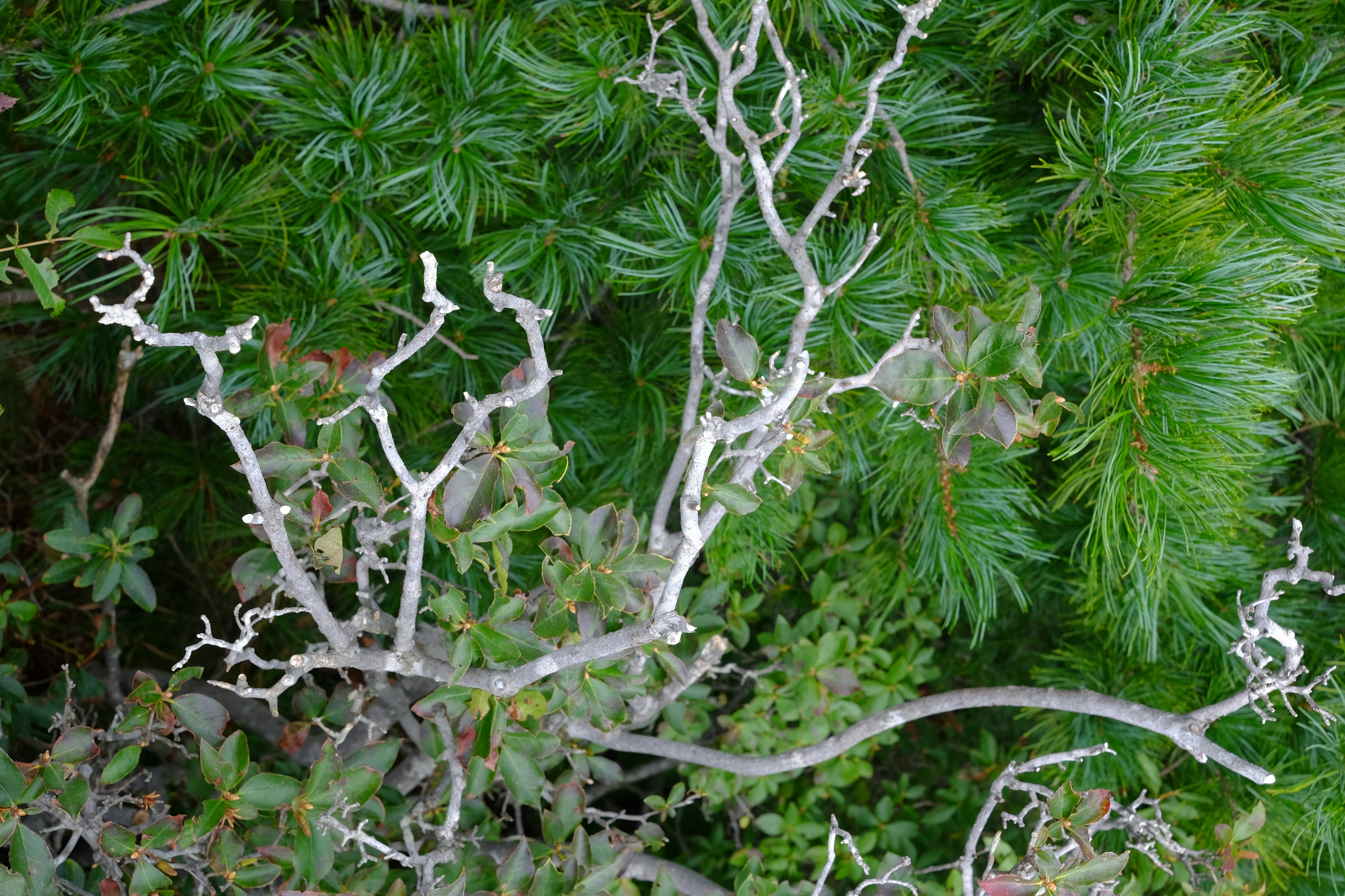 Twisted Branches Against a Piney Backdrop