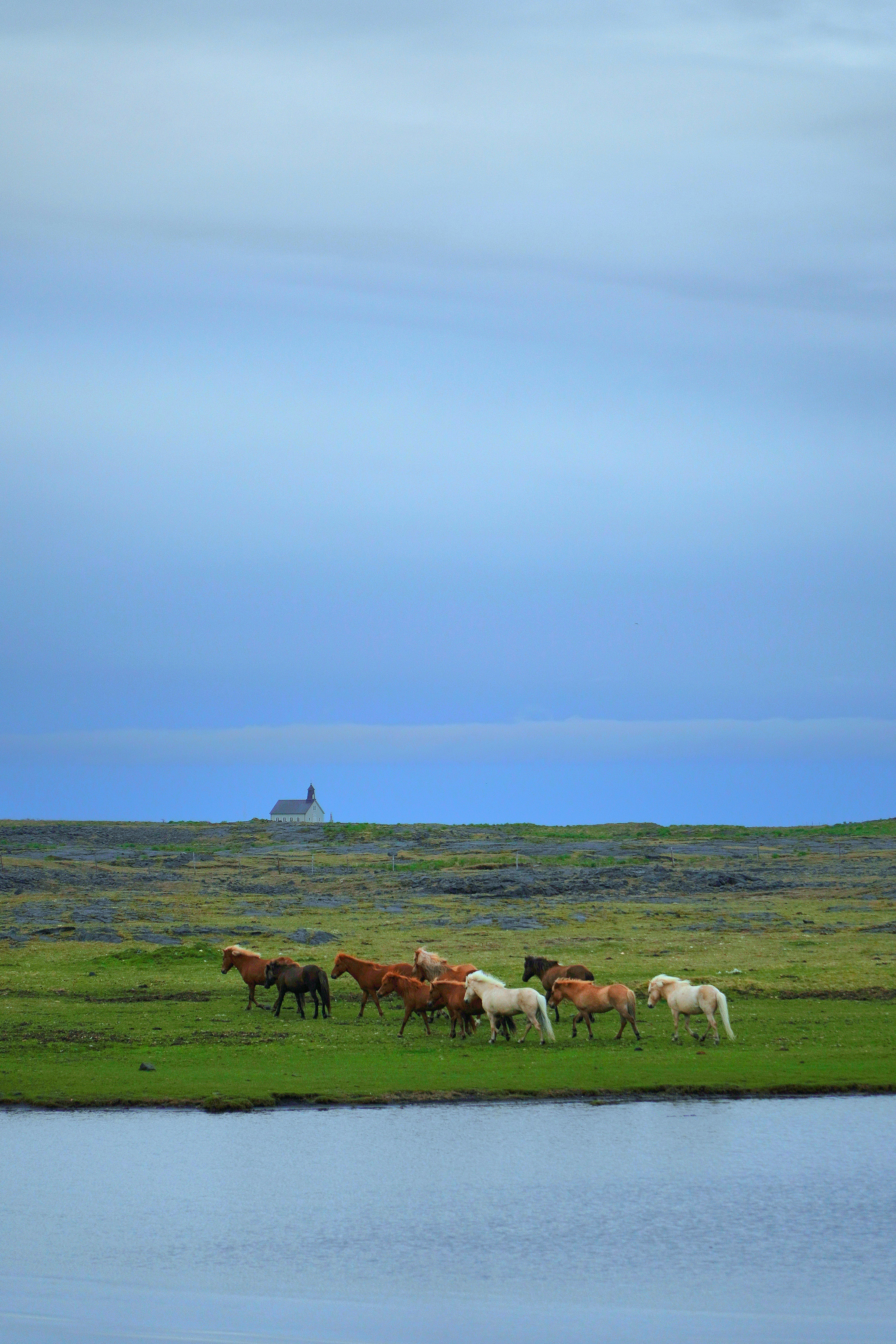 Herd of Horses at Distant Shore Under Wide Blue Sky