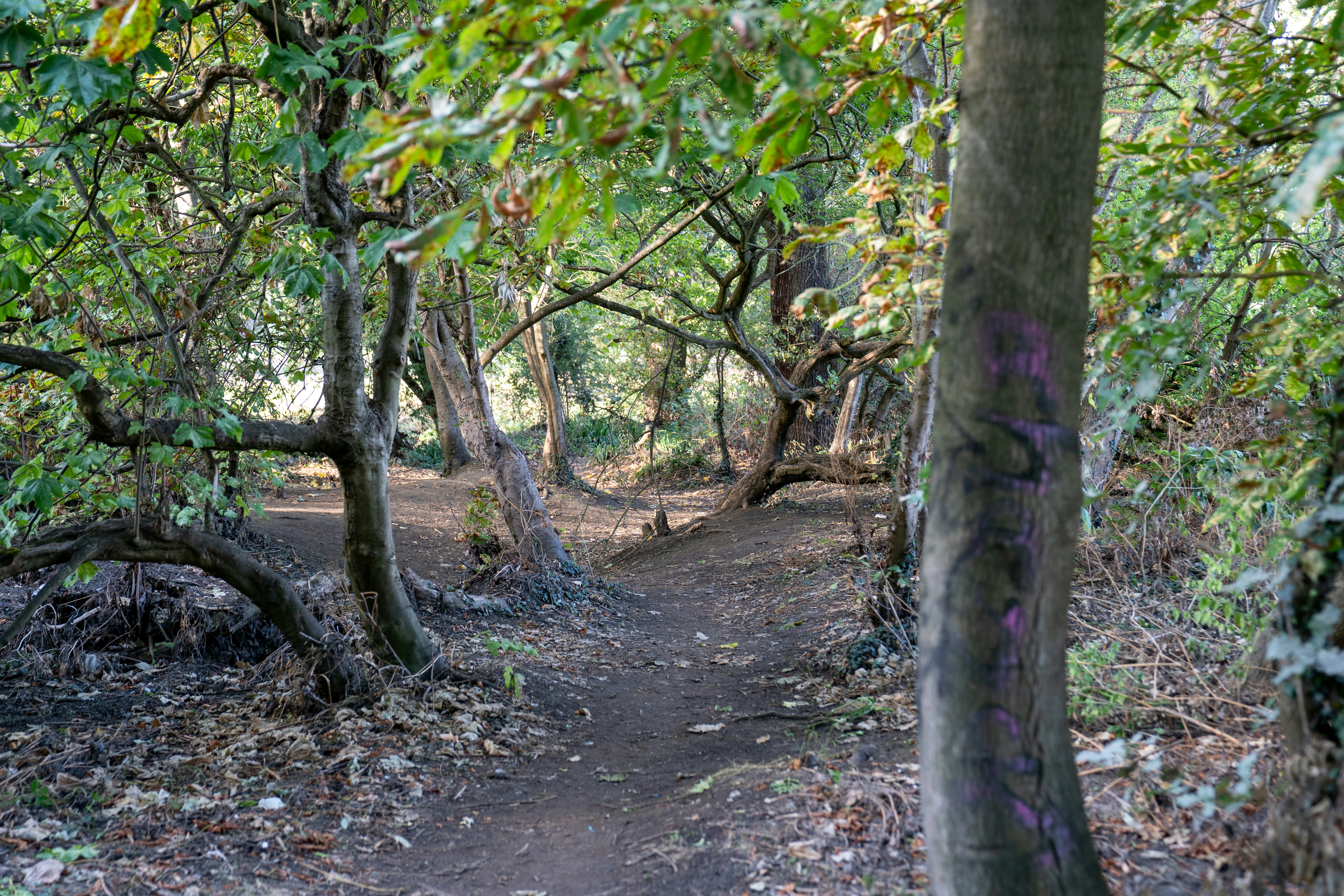 Whispering Forest Path
