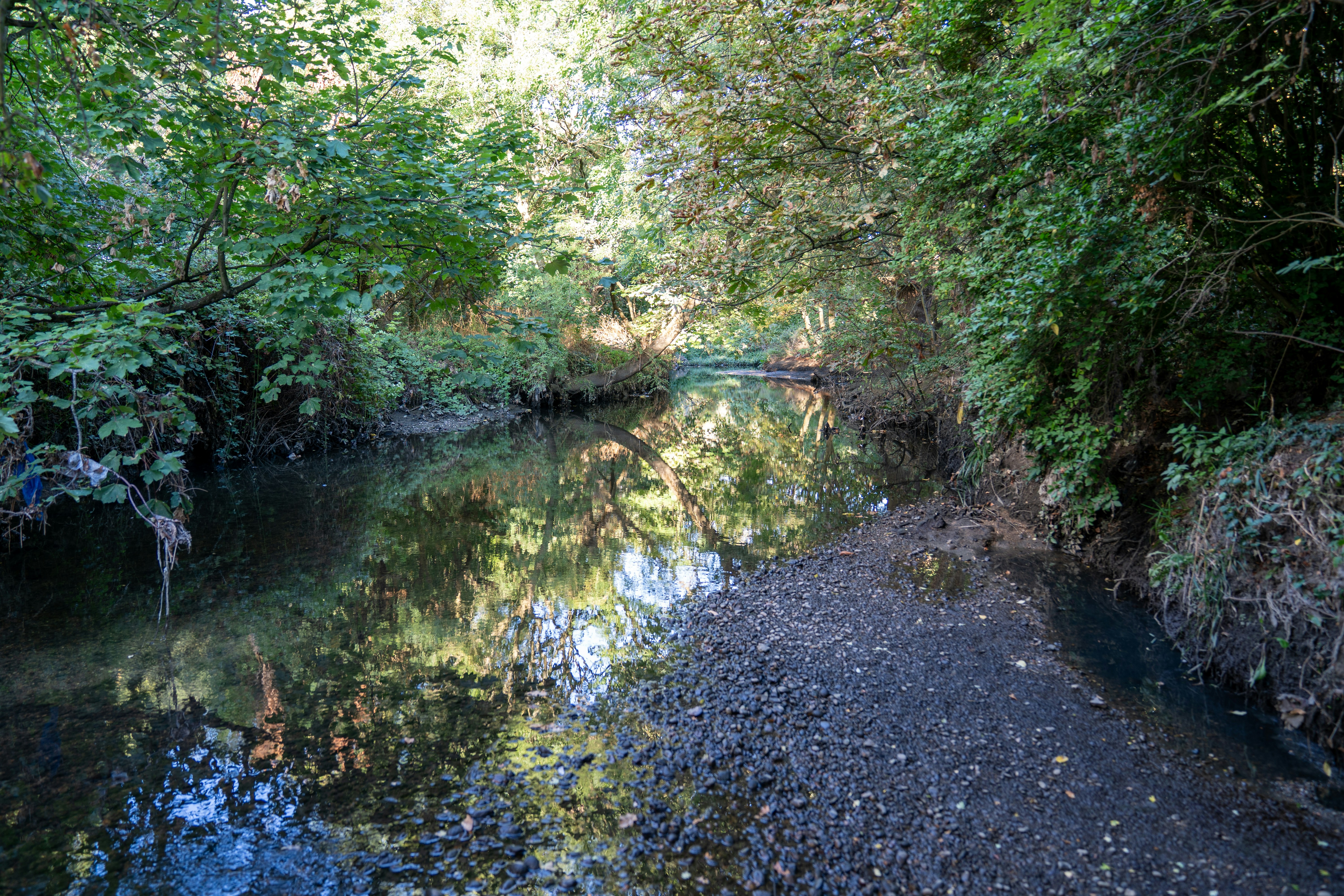 Quiet River Bend: Sunlit Reflective Stream Through Dense Green Corridor