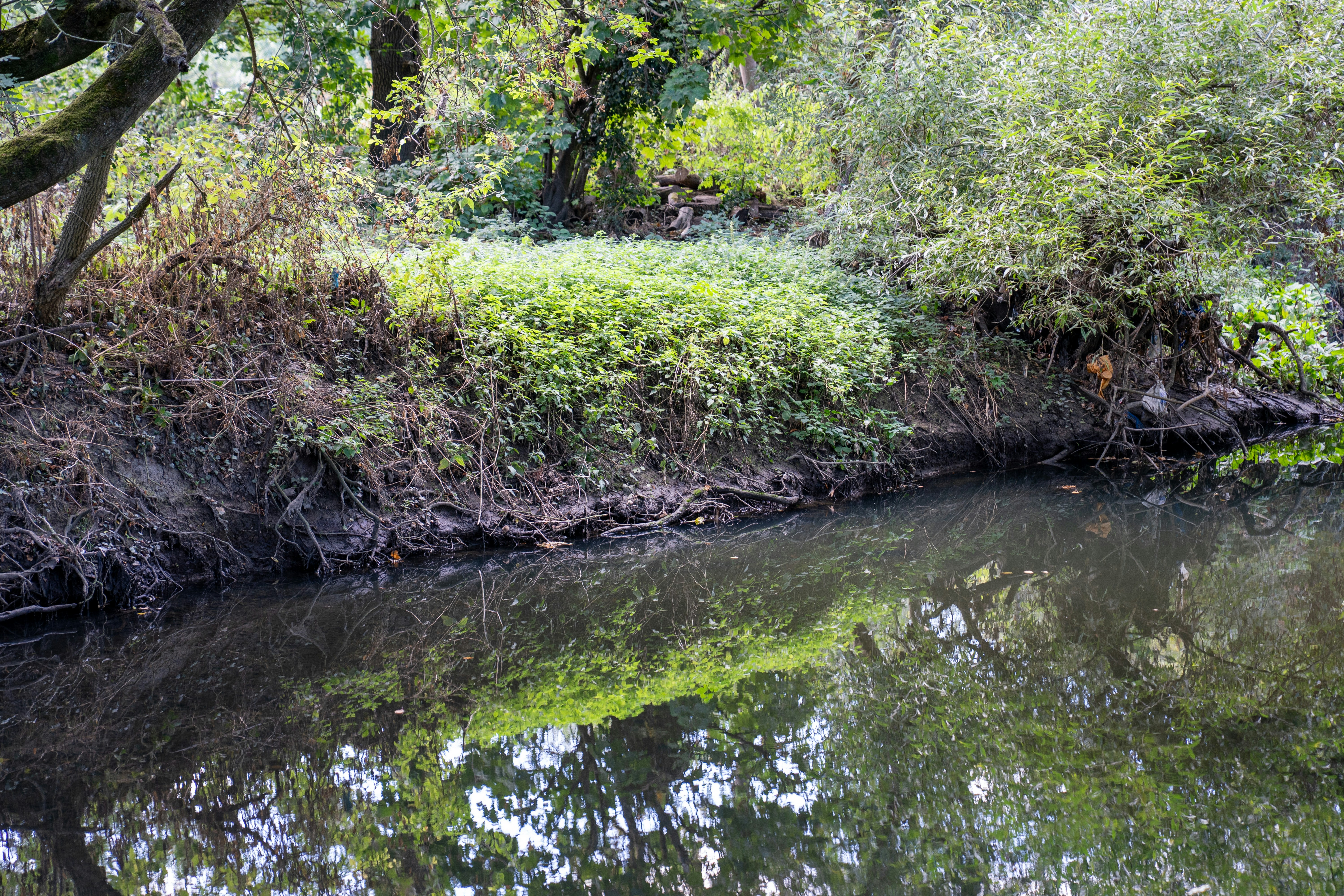 Riverbank Echo: Green Foliage Reflected on Quiet Water