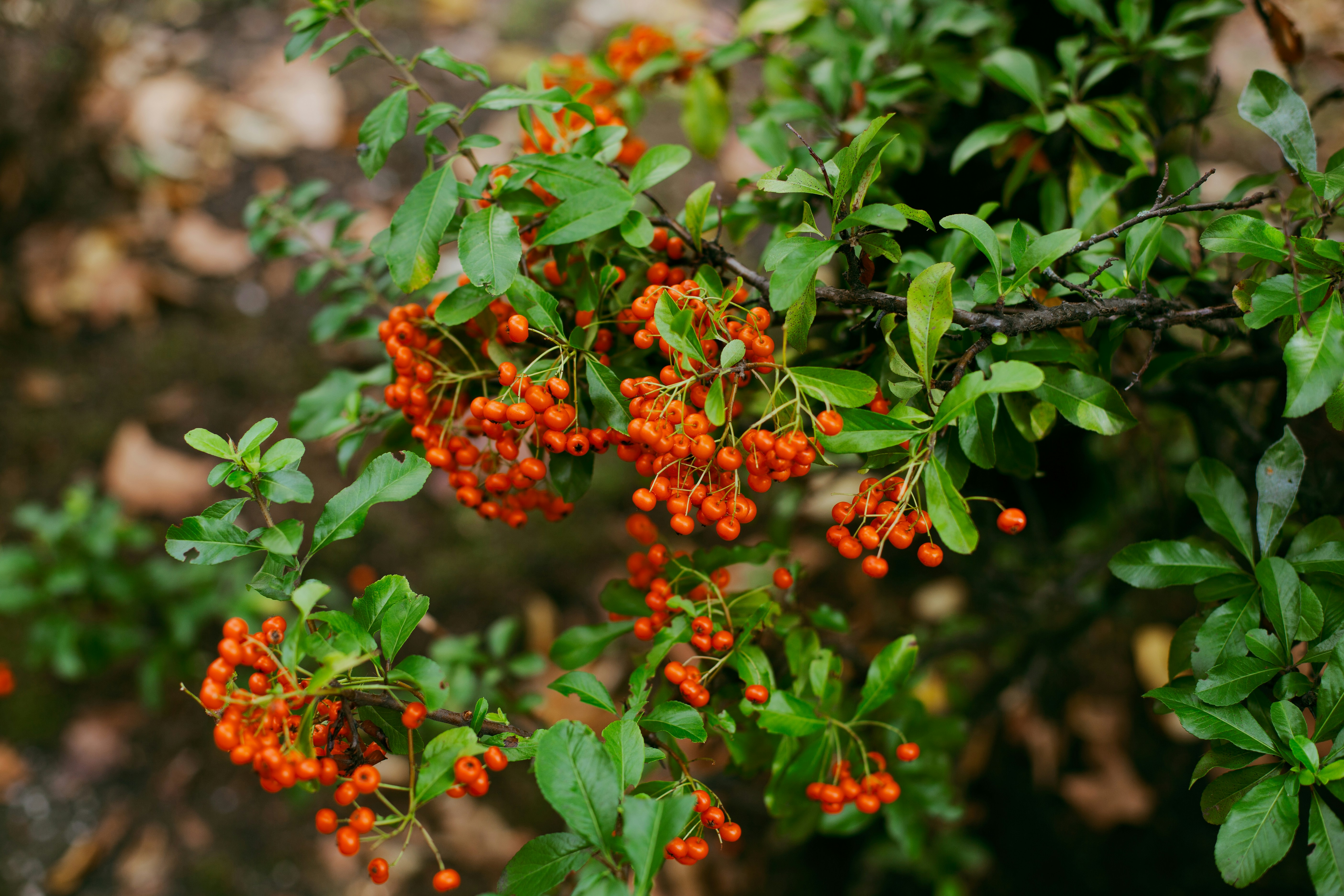 Clusters of bright orange berries contrast with glossy green leaves, forming a vivid close-up of a berry-bearing shrub.