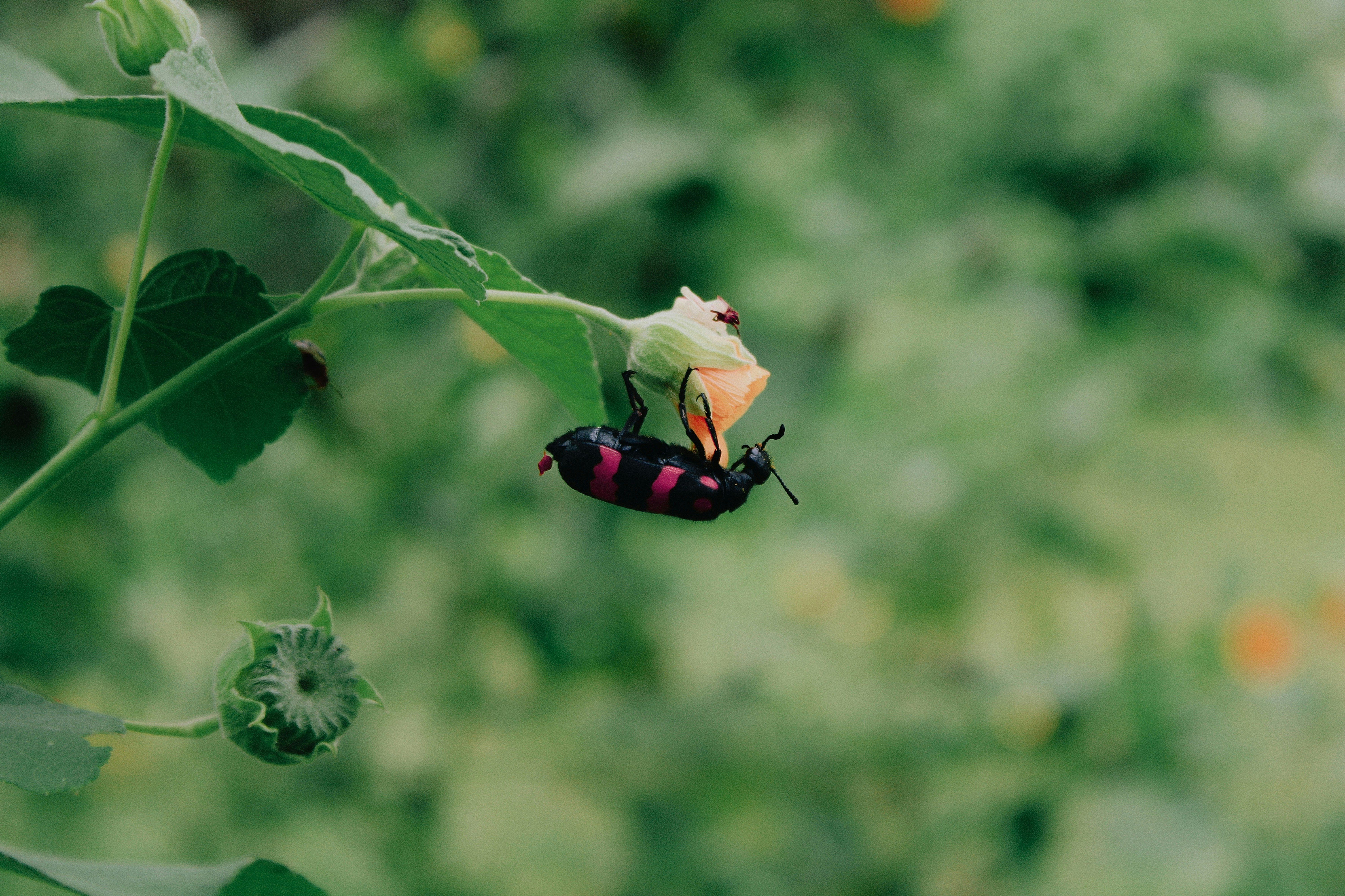 Scarlet Beetle on a Withered Petal in Gentle Green