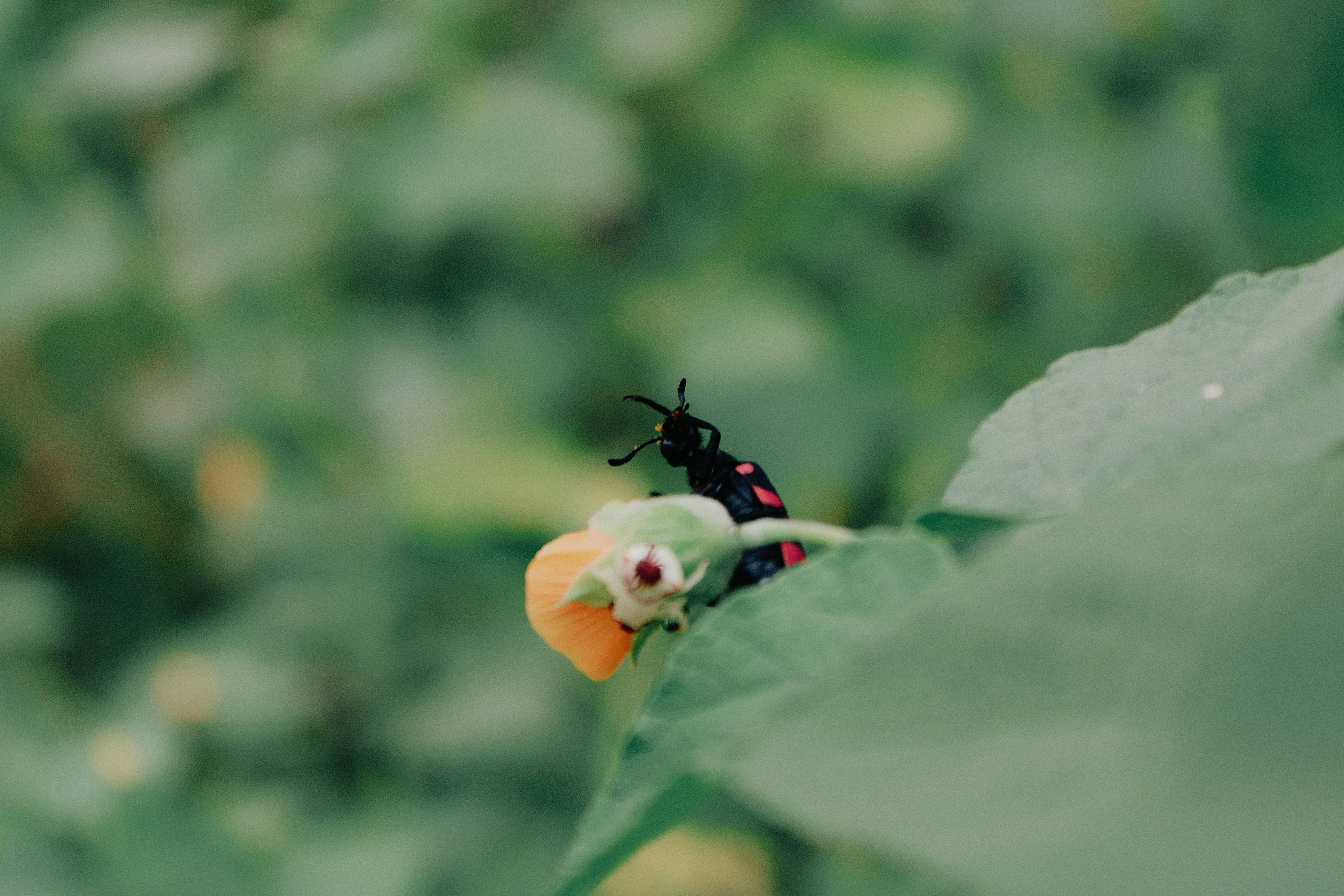 Scarlet-winged Beetle on a Leaf Edge