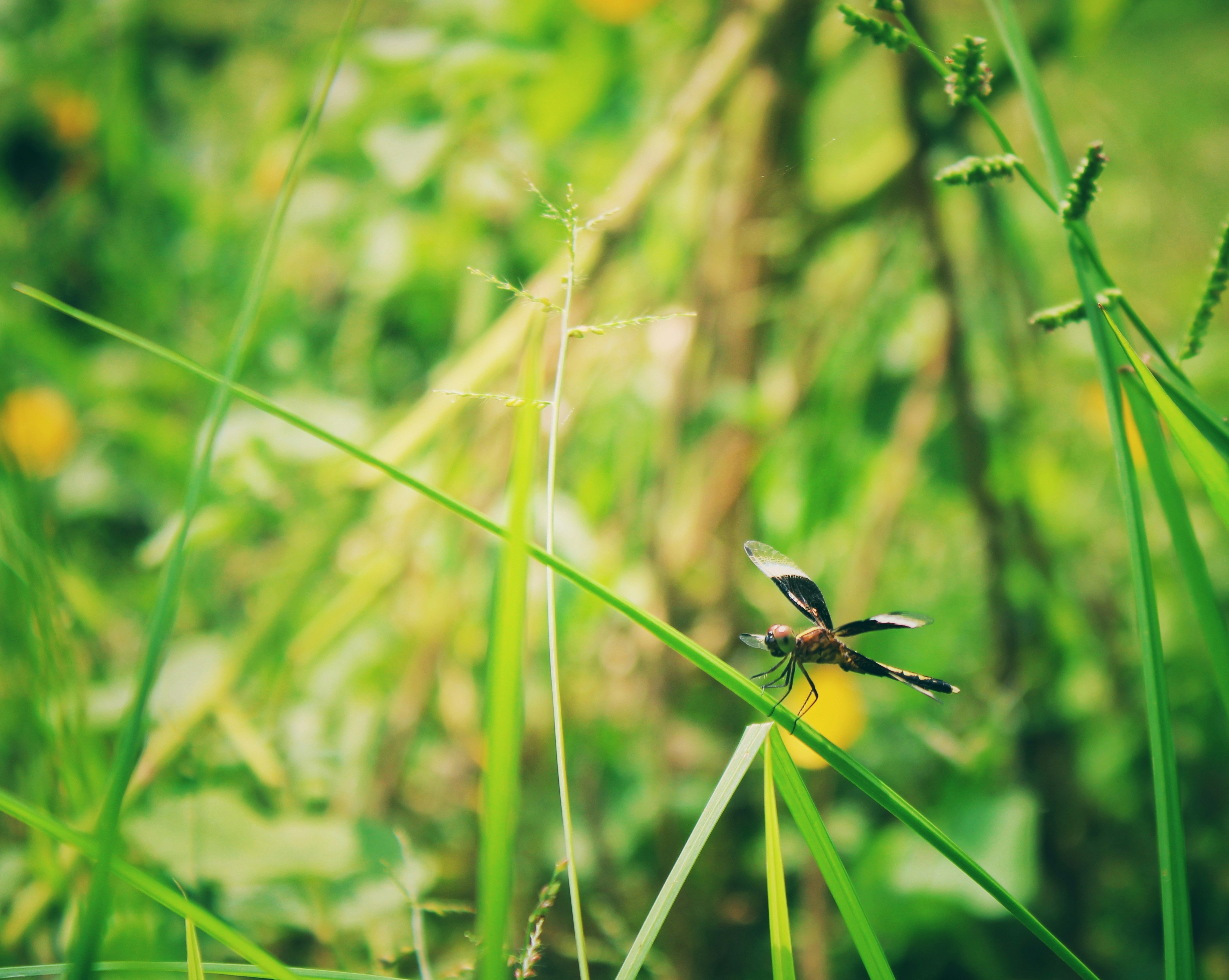 Close-up of a dragonfly perched on a thin blade of grass in a sunlit meadow, with blurred green background and stems. A natural, candid macro moment showing vivid insect detail against a lush, soft-focus backdrop.
