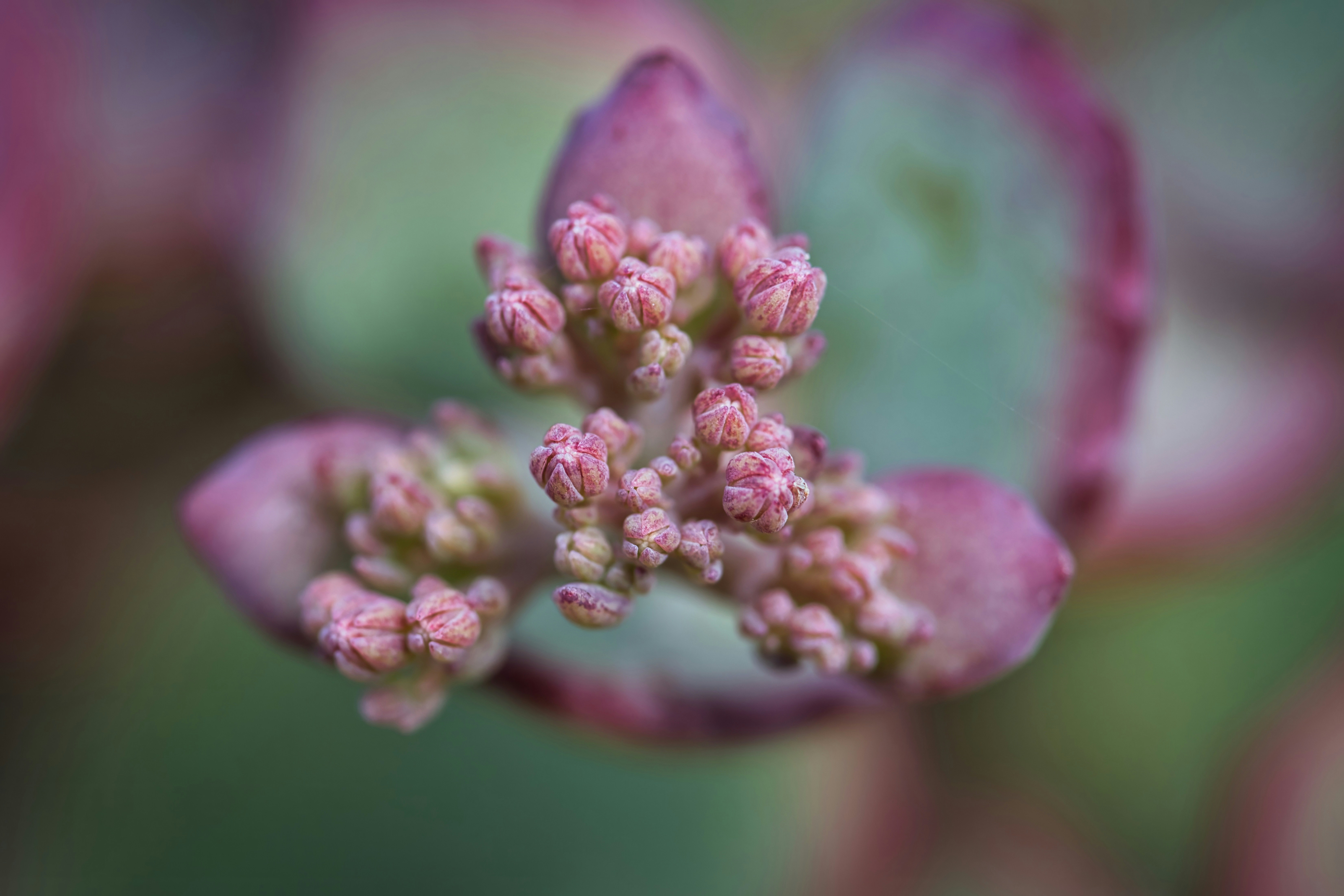 Photo by Wolfgang Vrede with Canon EOS 90D