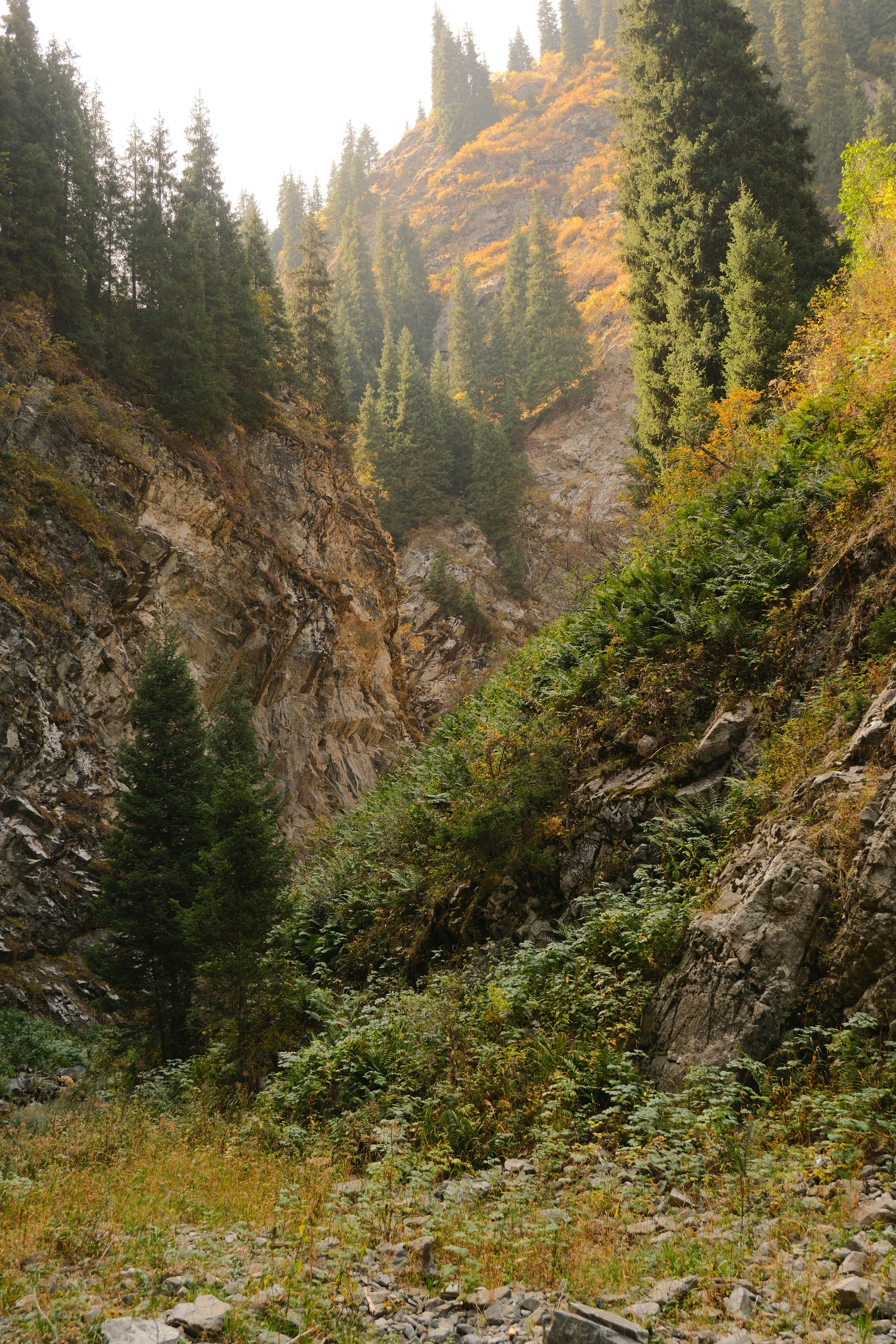 Golden Ridge: A Quiet Passage Through Autumn Pines