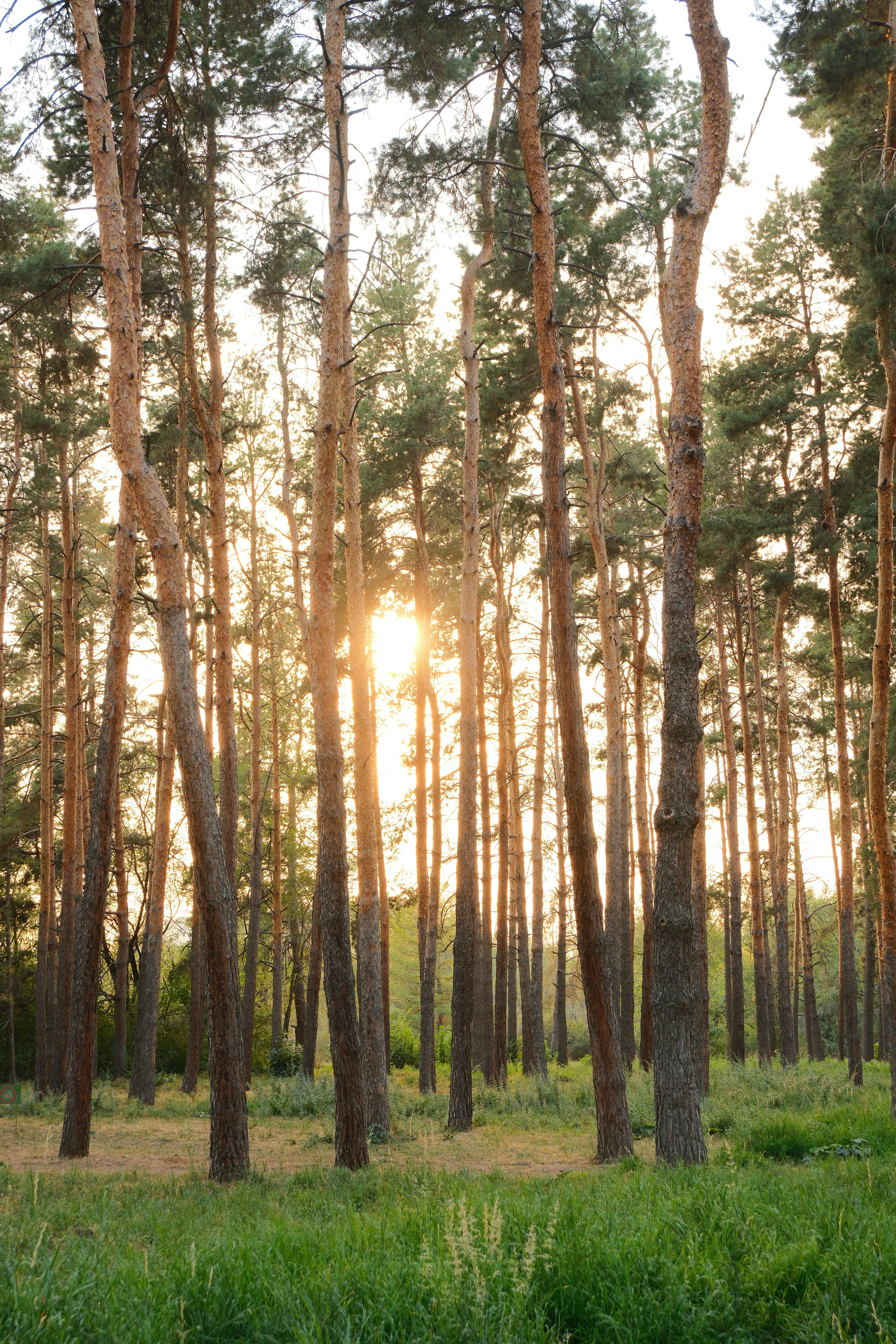 Sunlit Pines: Dawn Through a Quiet Forest Corridor