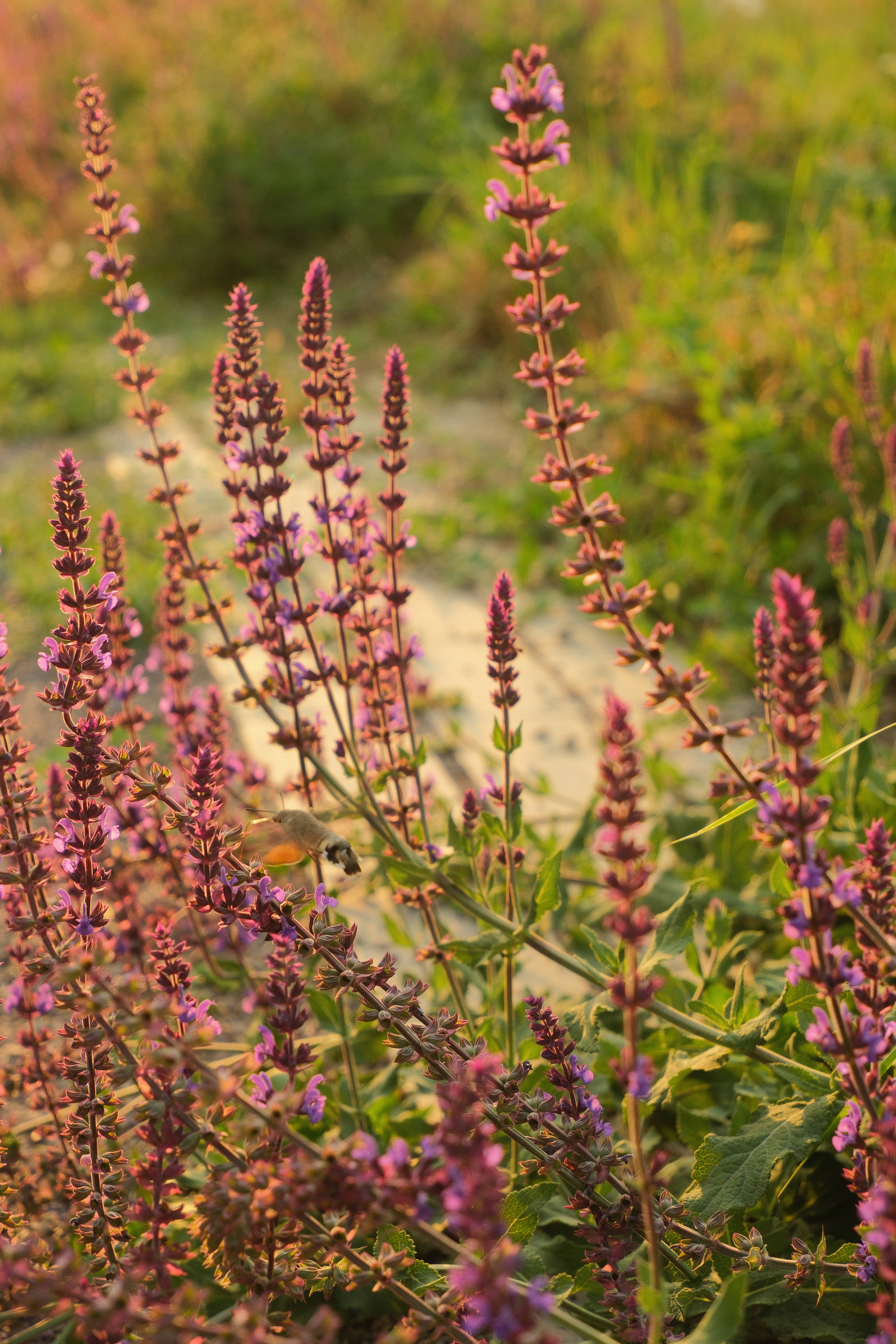 Crimson Spires: A Field of Pink-tipped Blooms in Soft Evening Light