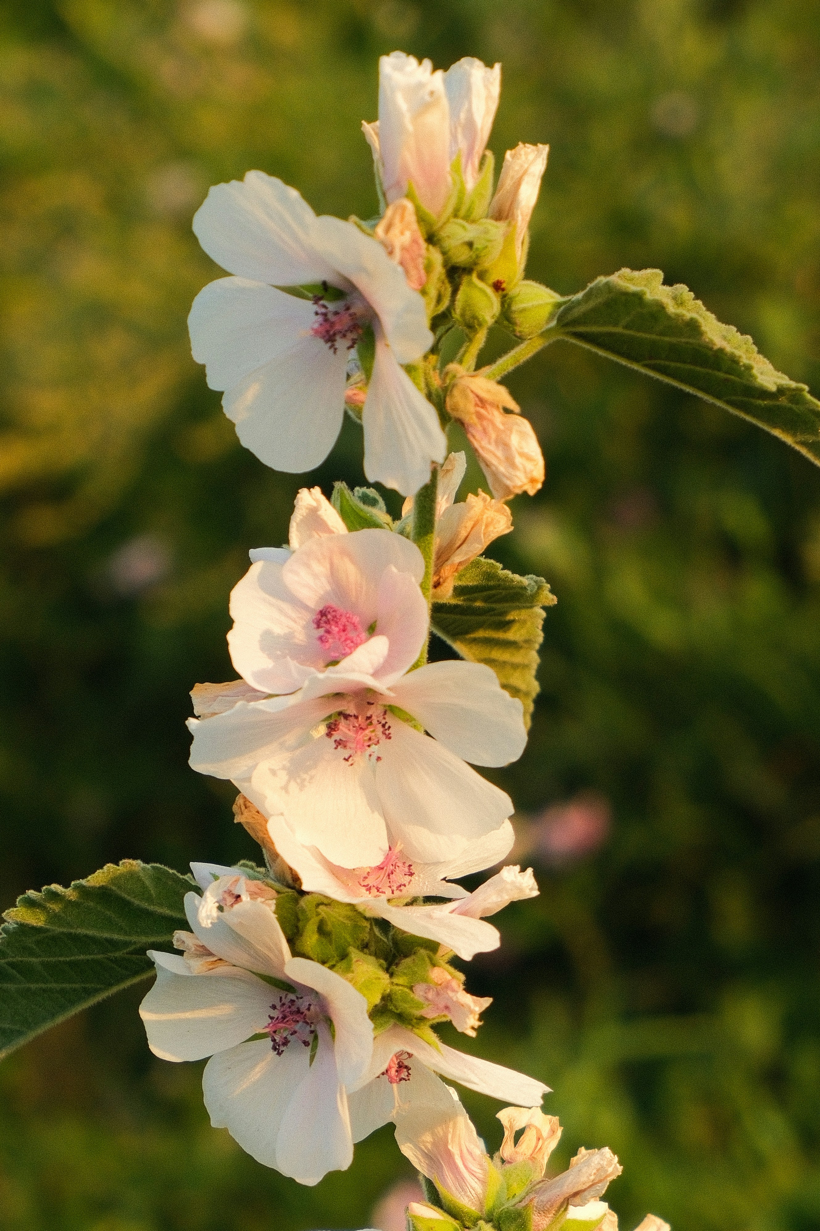 Blossoms in Golden Light along a Willow-fern Stem