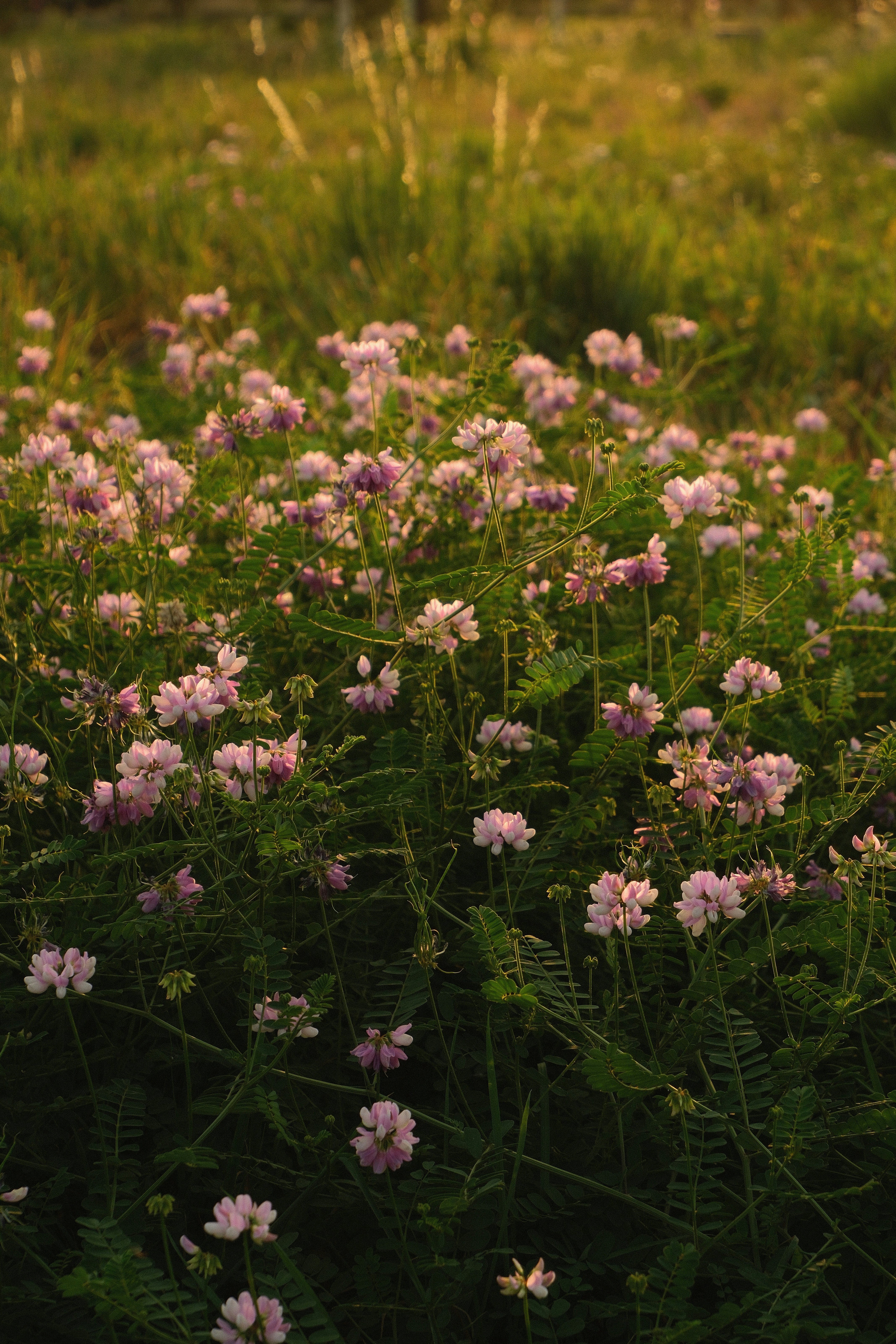 Soft Pink Blooms in Late Afternoon Meadow