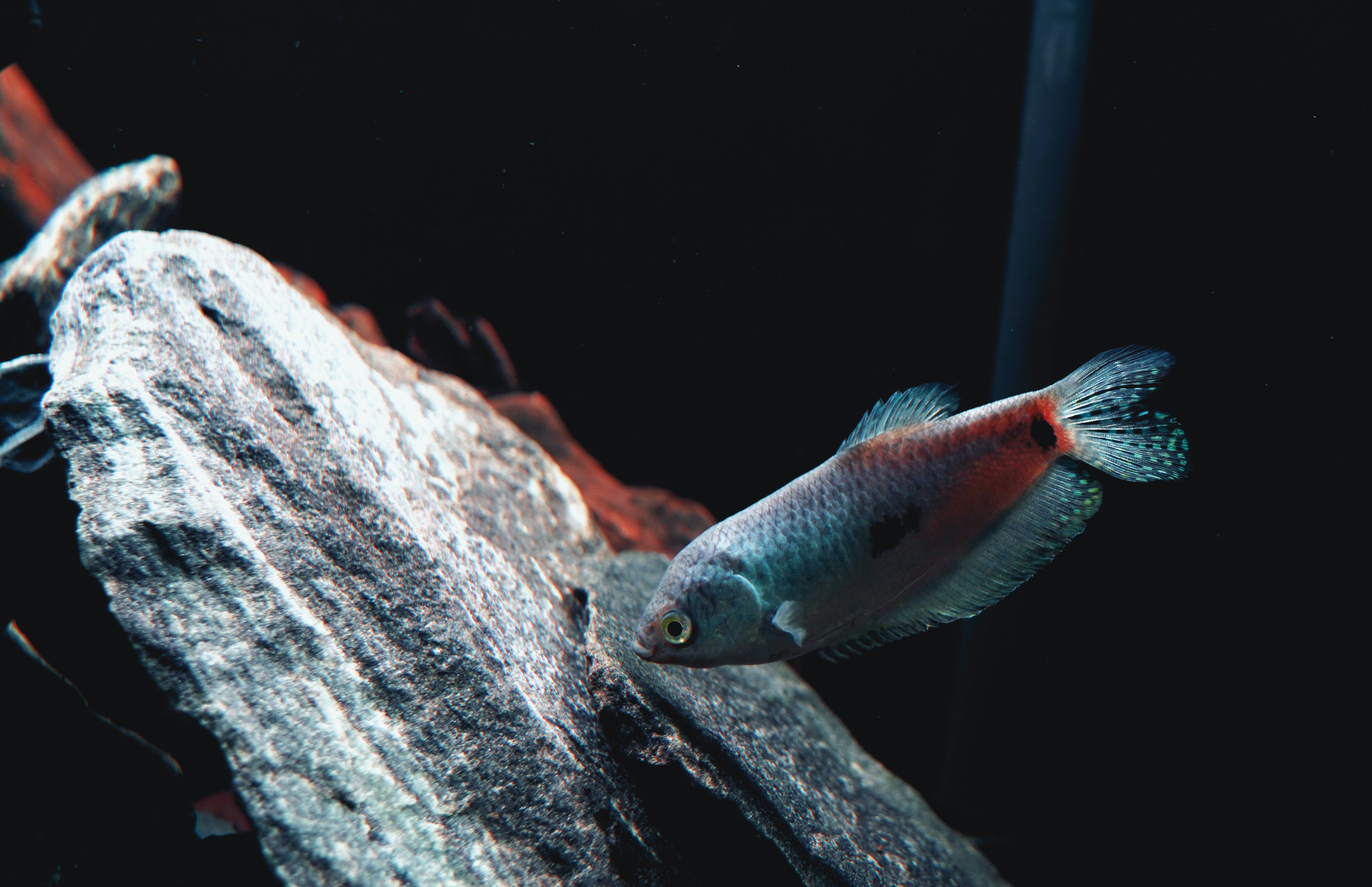 Azure Anemonefish Drifting Between Shale and Shadow