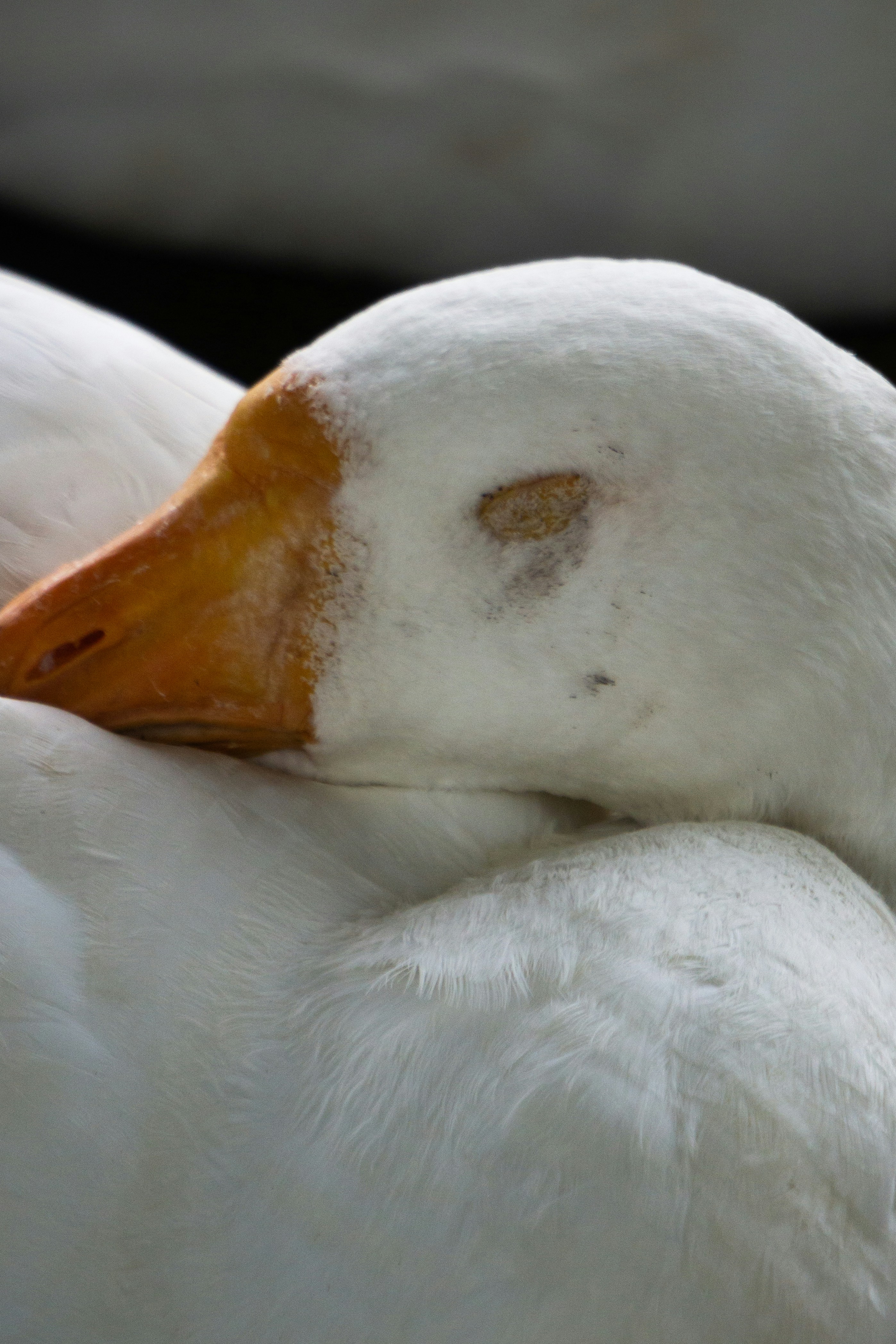 Softly lit close-up of a sleeping white duck, focusing on its orange beak and textured feathers; a calm portrait highlighting gentle curves and subtle details. Photograph type: natural animal close-up.