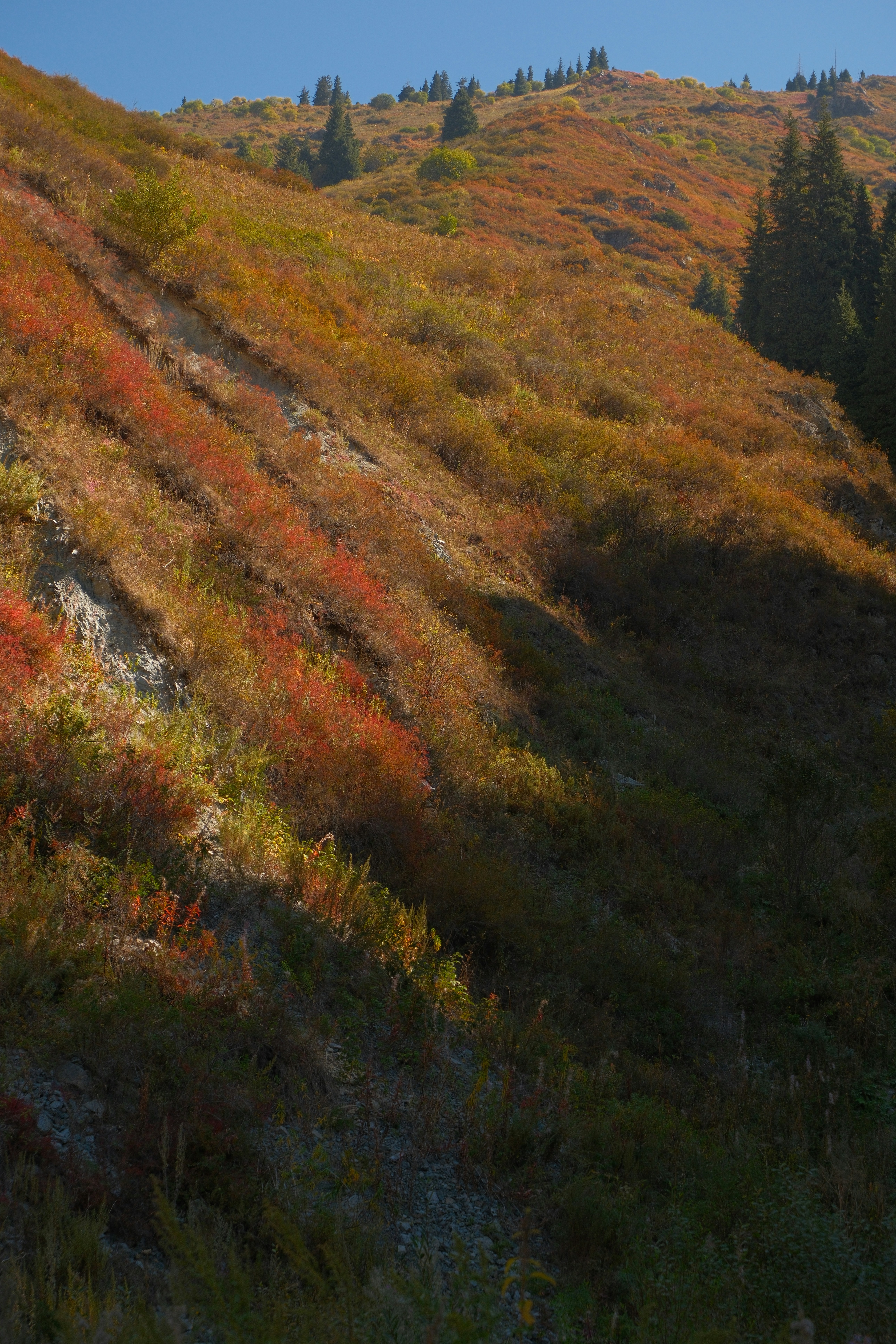 Vibrant autumn brush coats a sunlit hillside, with a mix of reds, oranges, and greens cascading down a slope; the scene captures the season’s transition with distant trees dotting the crest.