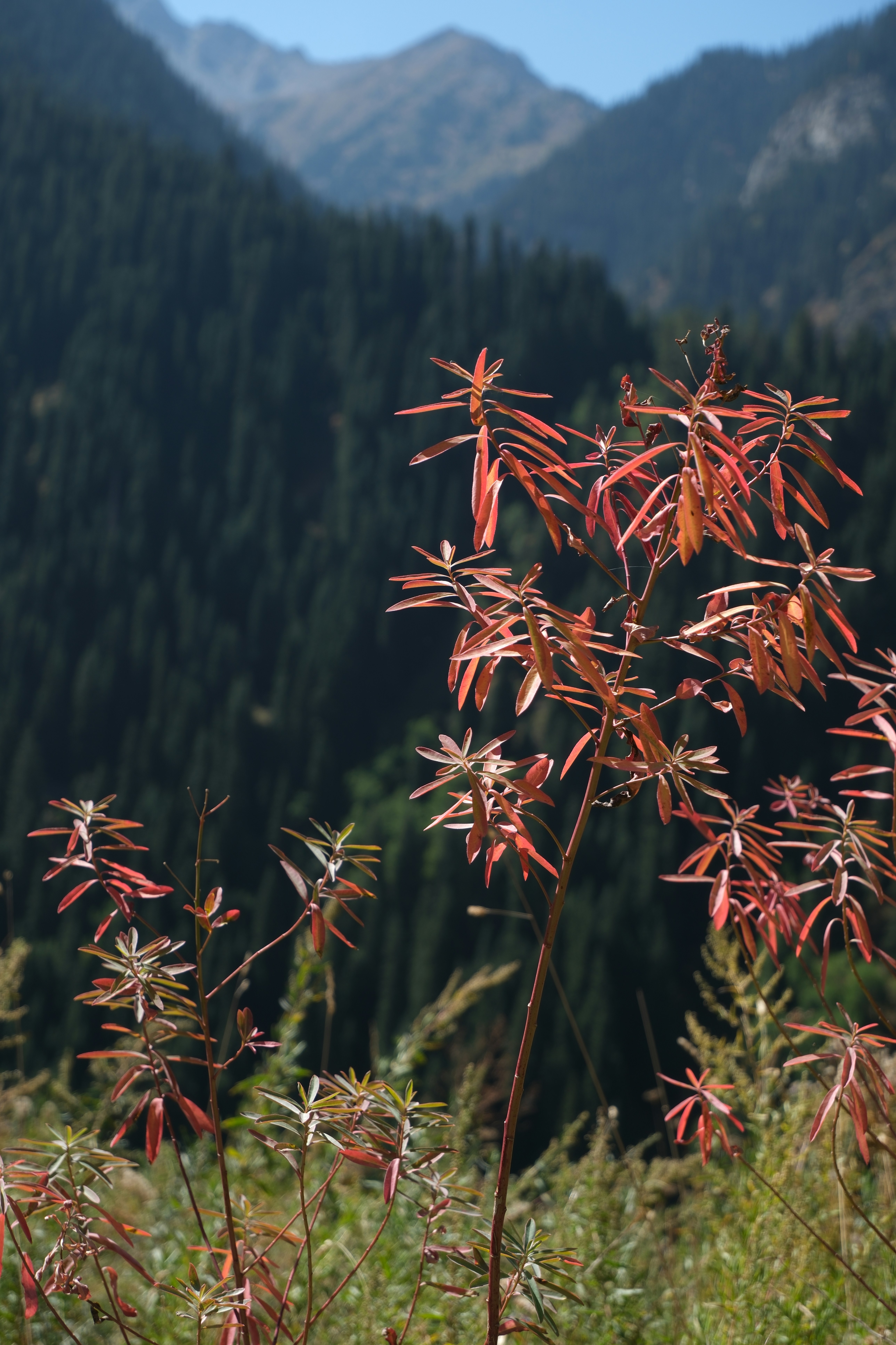 Crimson Sprigs in a Mountain Prism