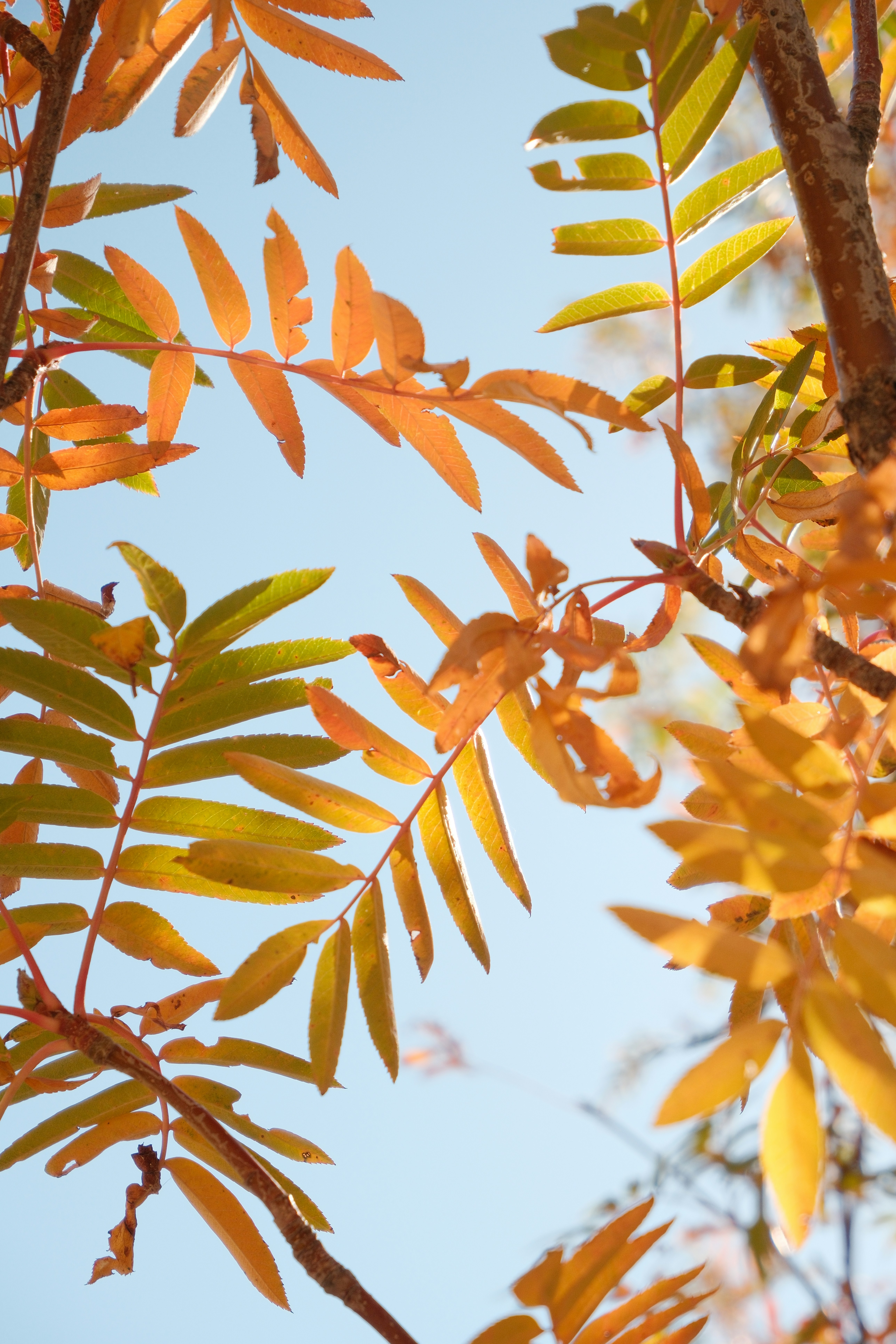 Autumnal Fronds Reaching Toward a Blue Sky