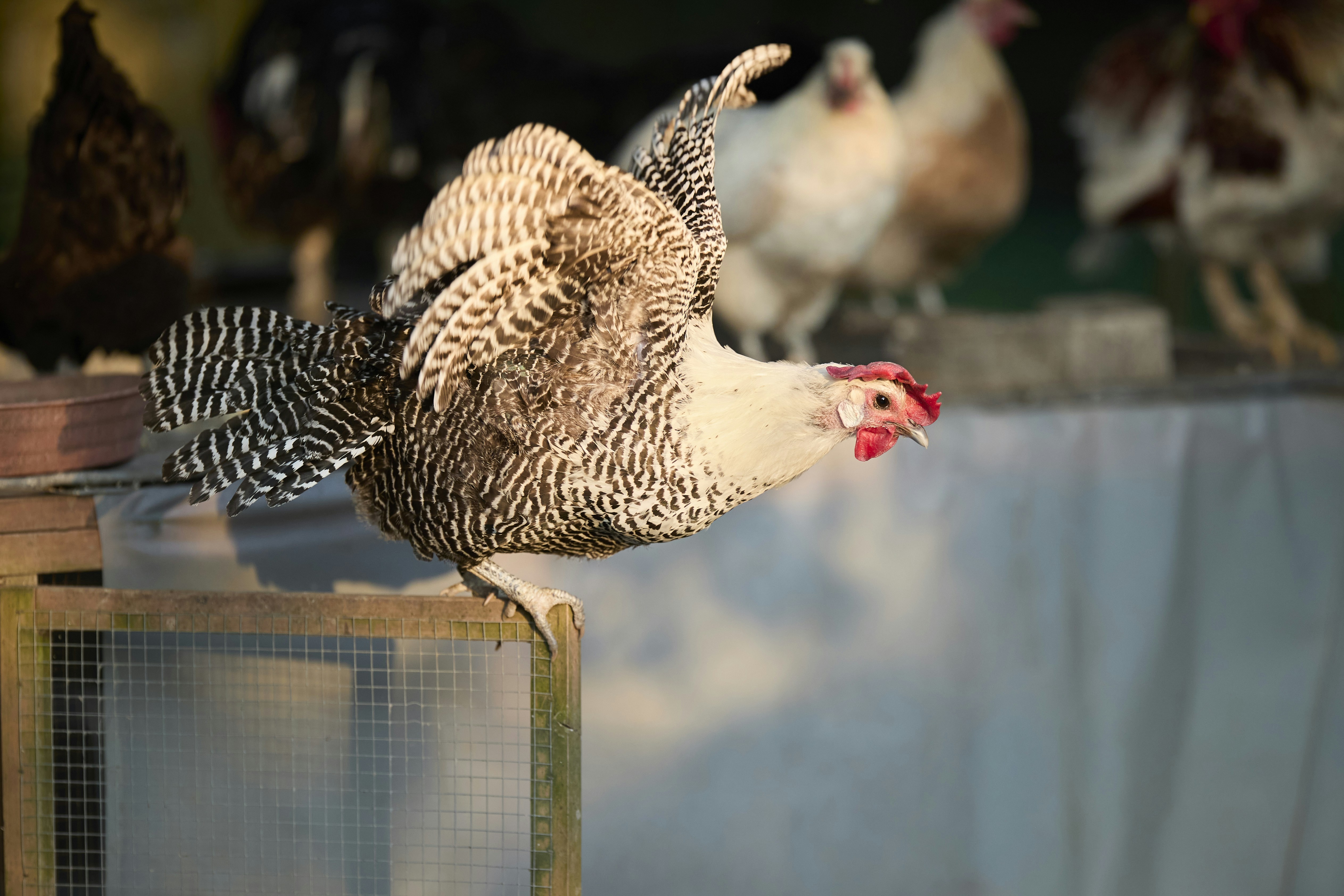 Wingbeat at the Perch: A rooster in mid-stride on a farm perch
