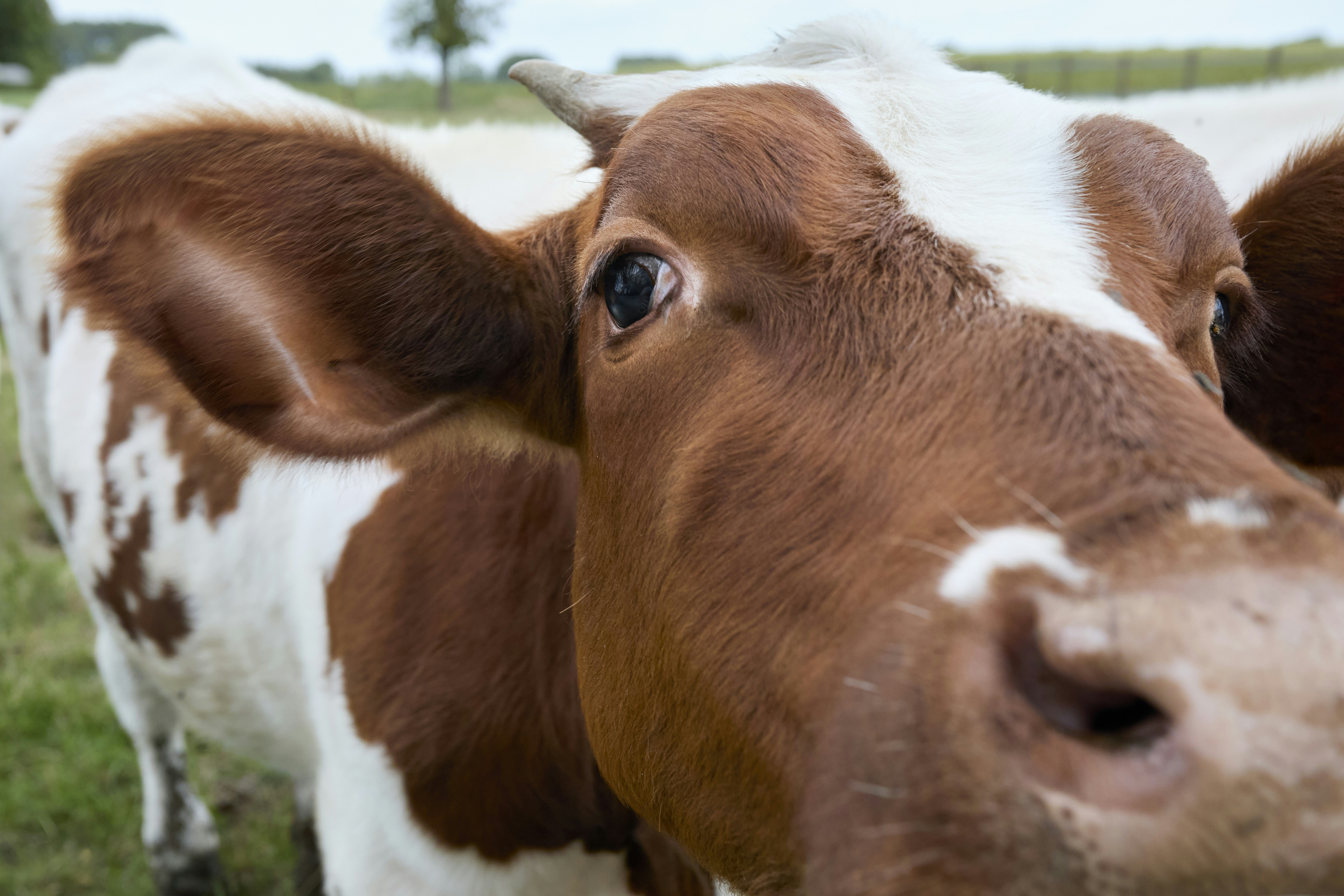 Close-Up in the Pasture: A Curious Cow Gaze