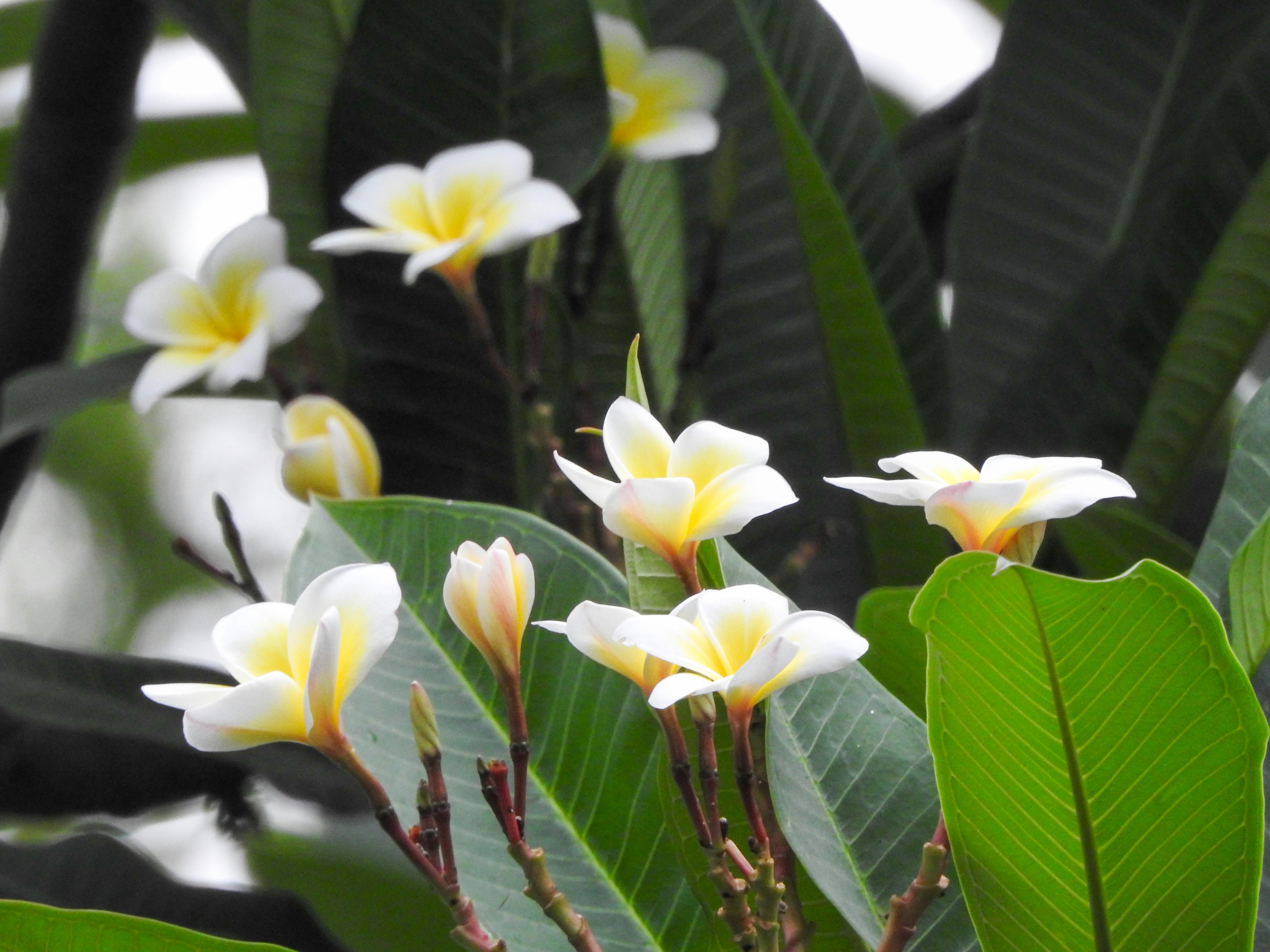 Bright Frangipani Cluster: A Quiet Burst of White and Yellow