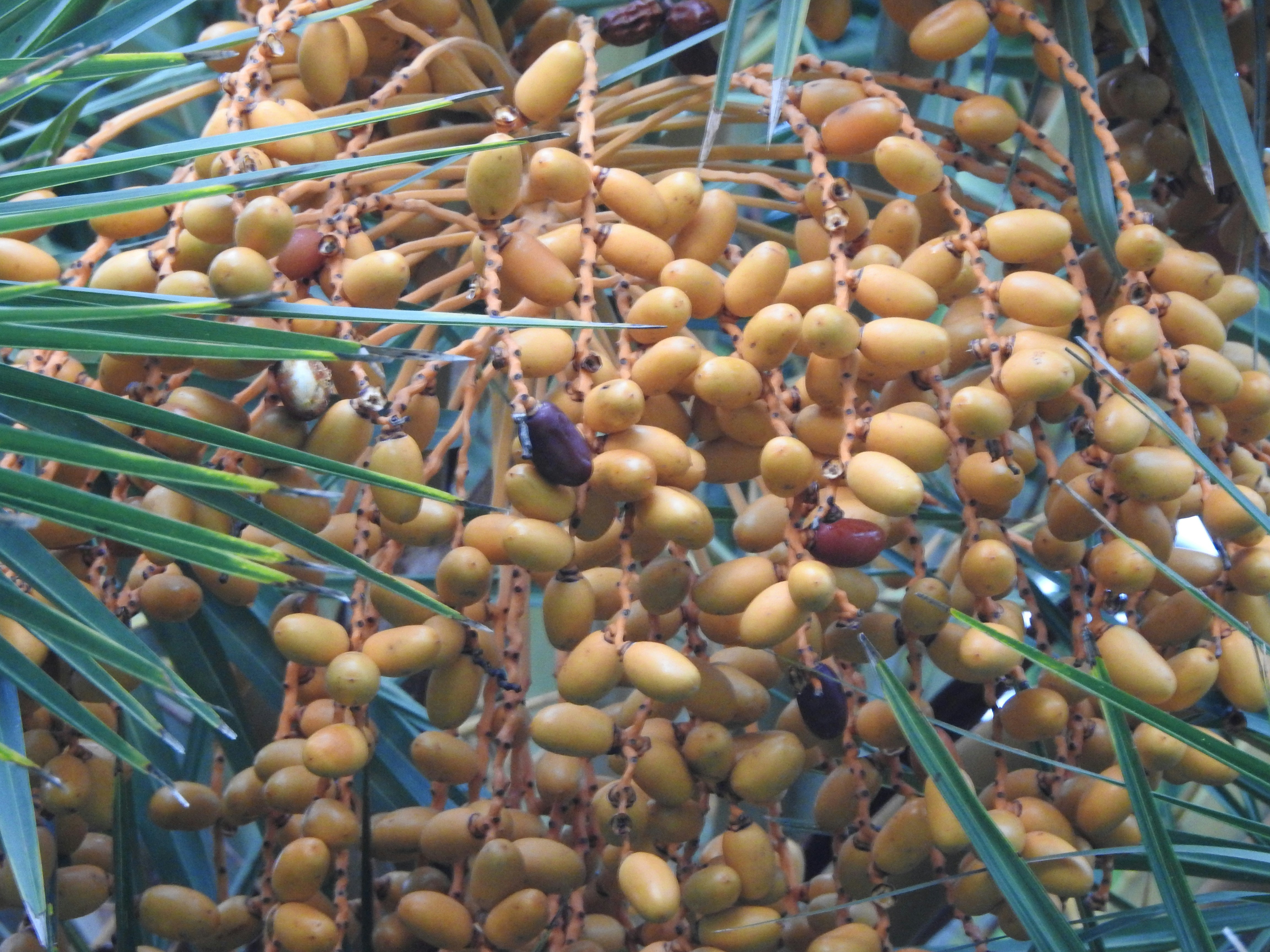 Golden Clustered Dates Under Palm Fronds