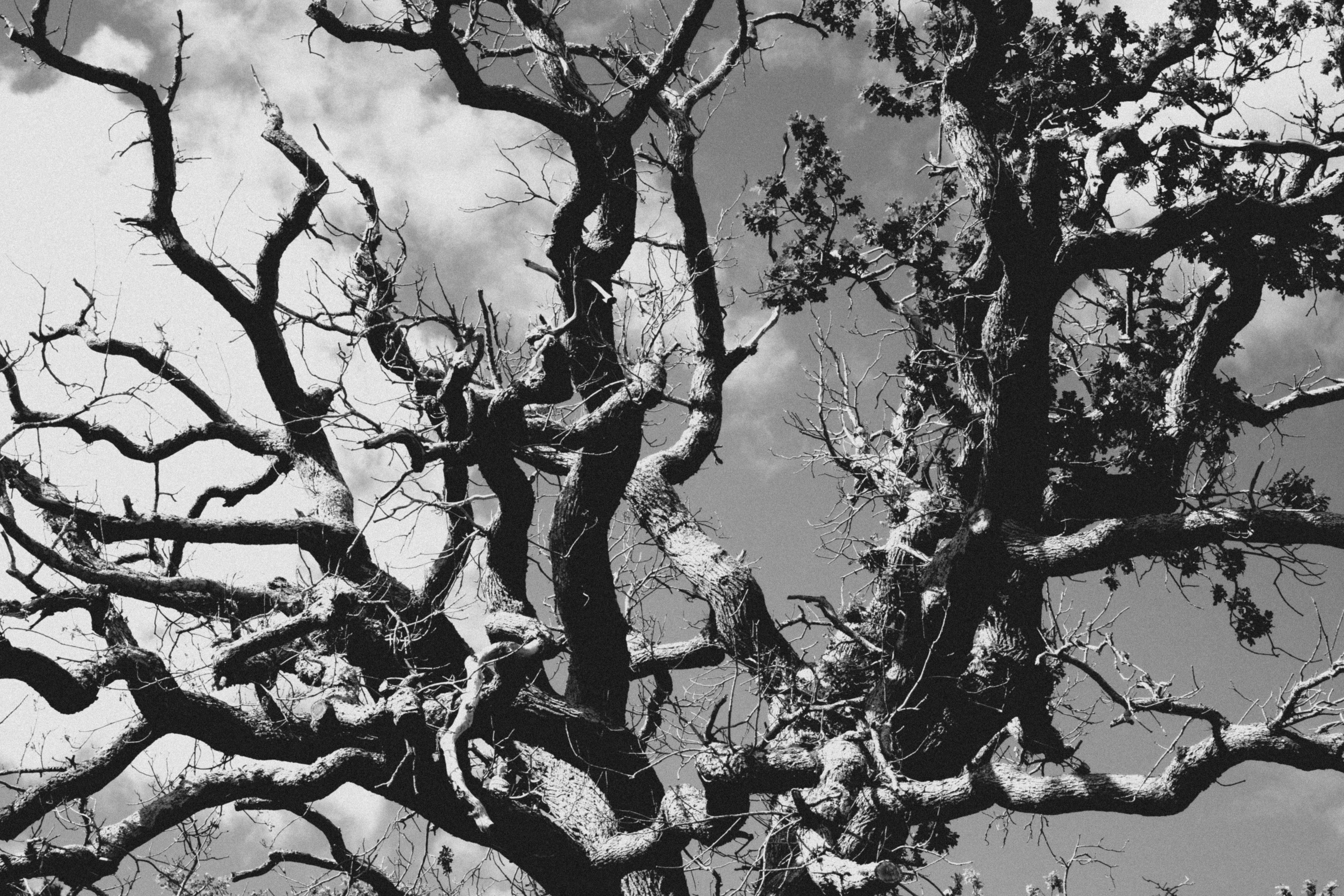 Knotted Silence: A Portrait of Ancient Branches