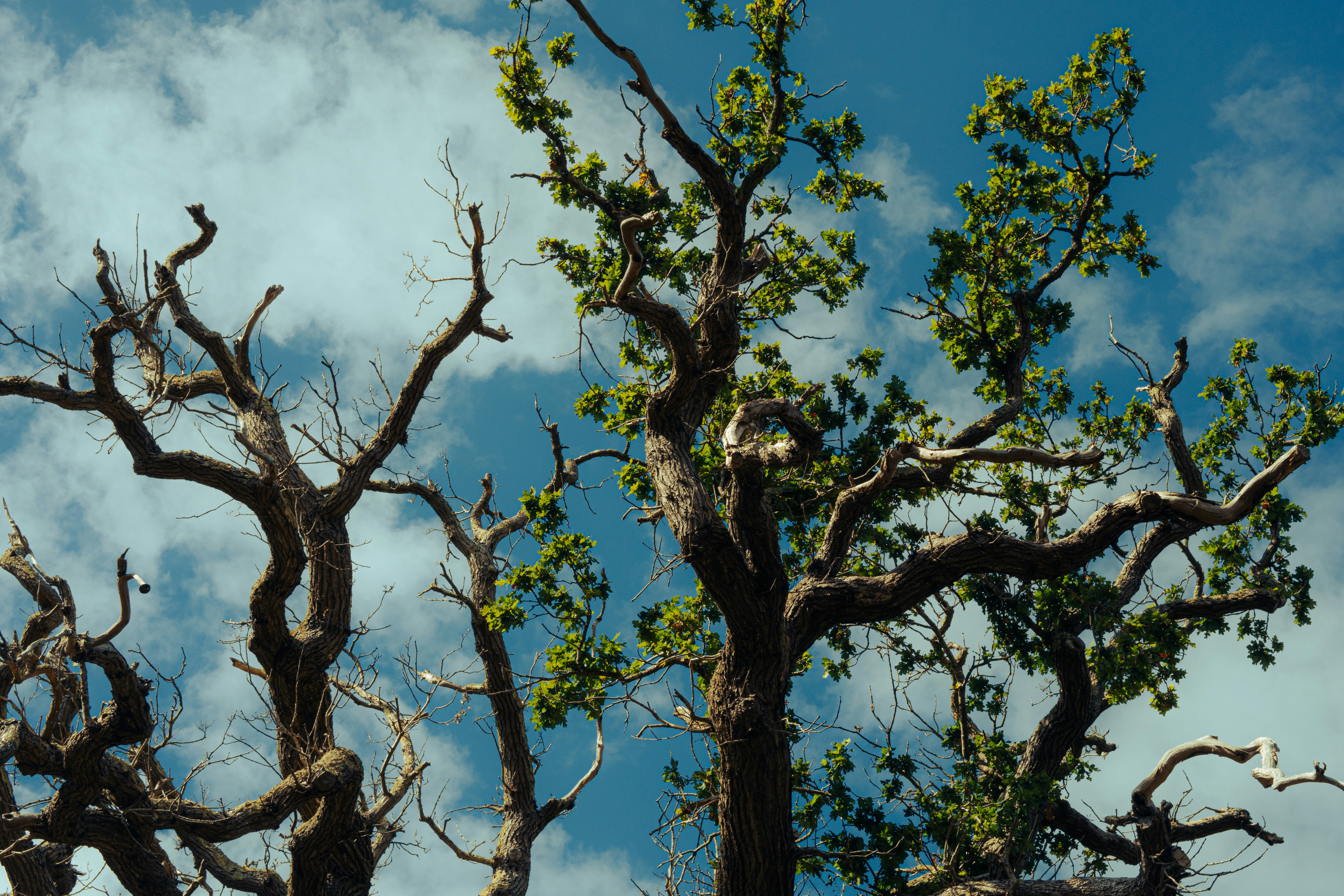 Skyward Arboreal Skeletons under a Vivid Blue