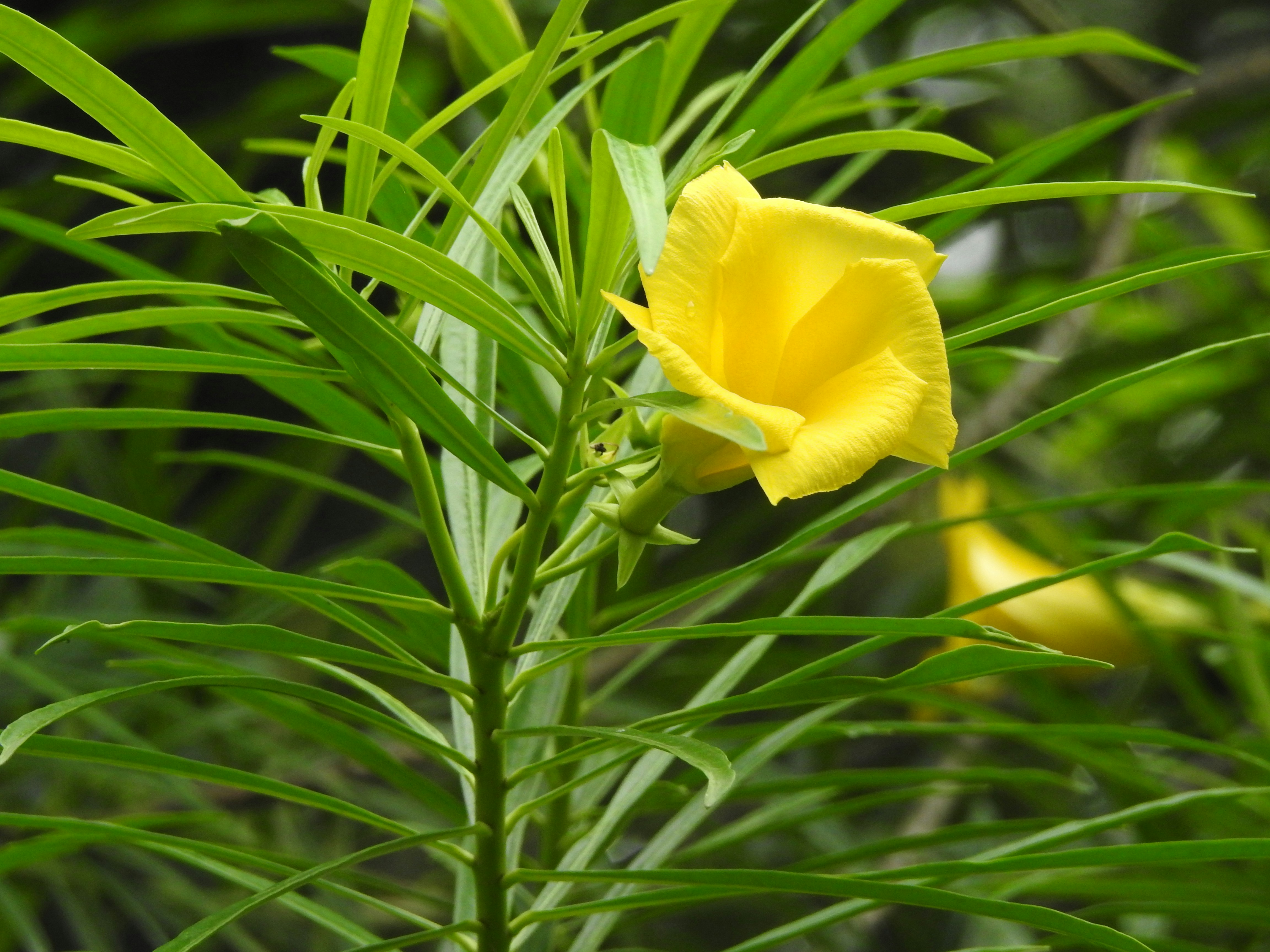 Sunlit Yellow Bloom Among Green Needle-like Foliage