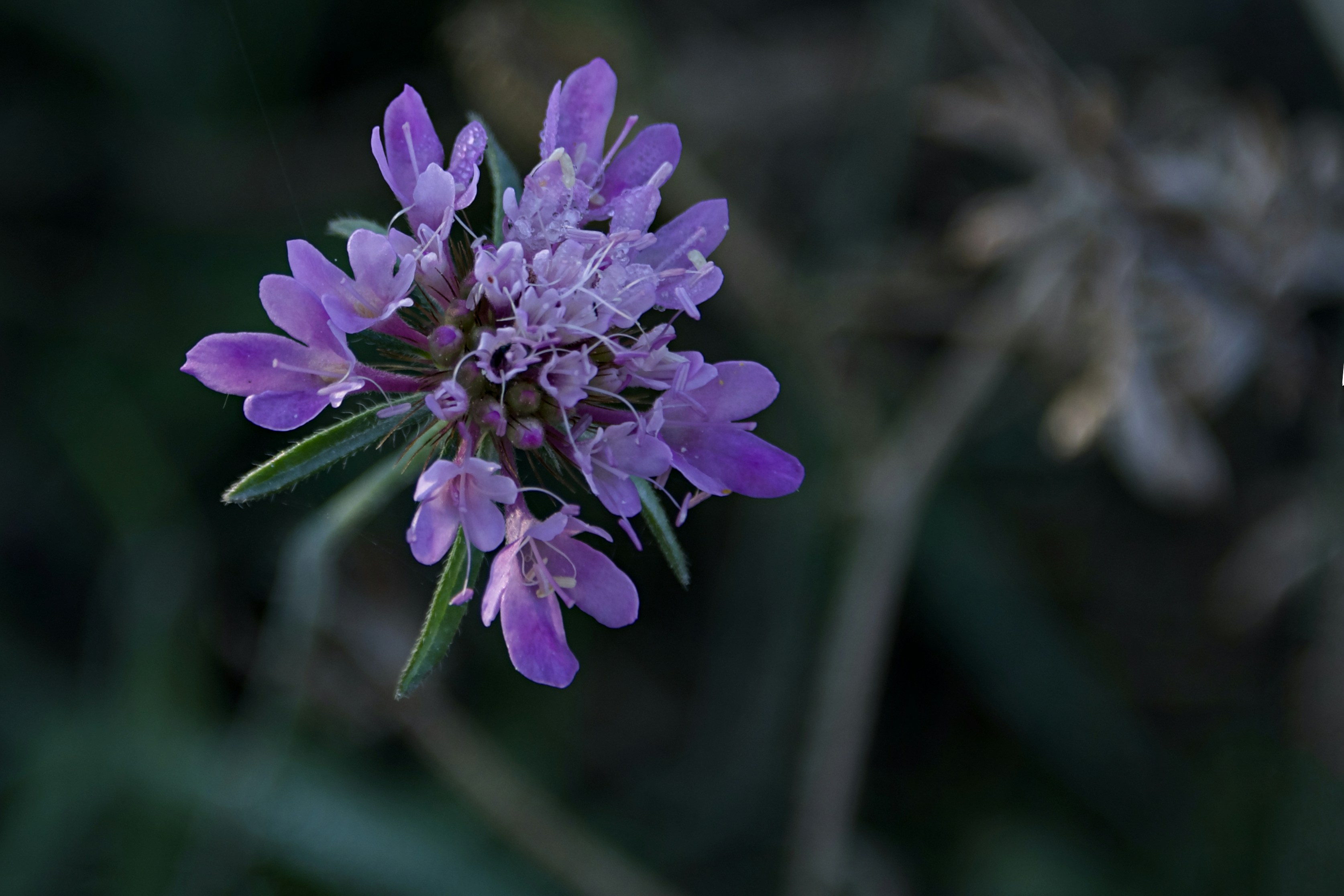 Purple flower cluster in focus with a blurred green background highlighting the bloom.