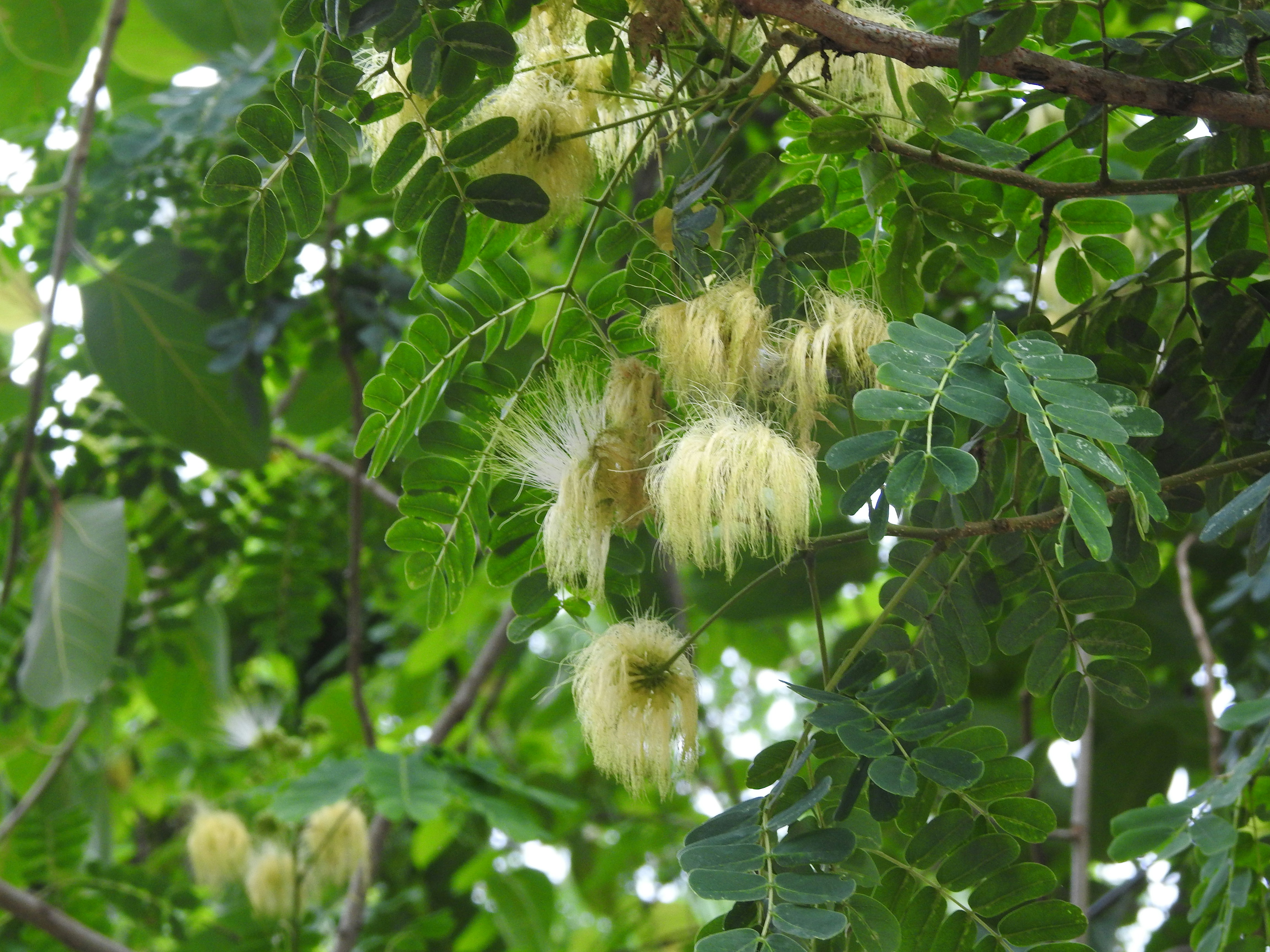 Fluffy cream blossom clusters in dappled green canopy