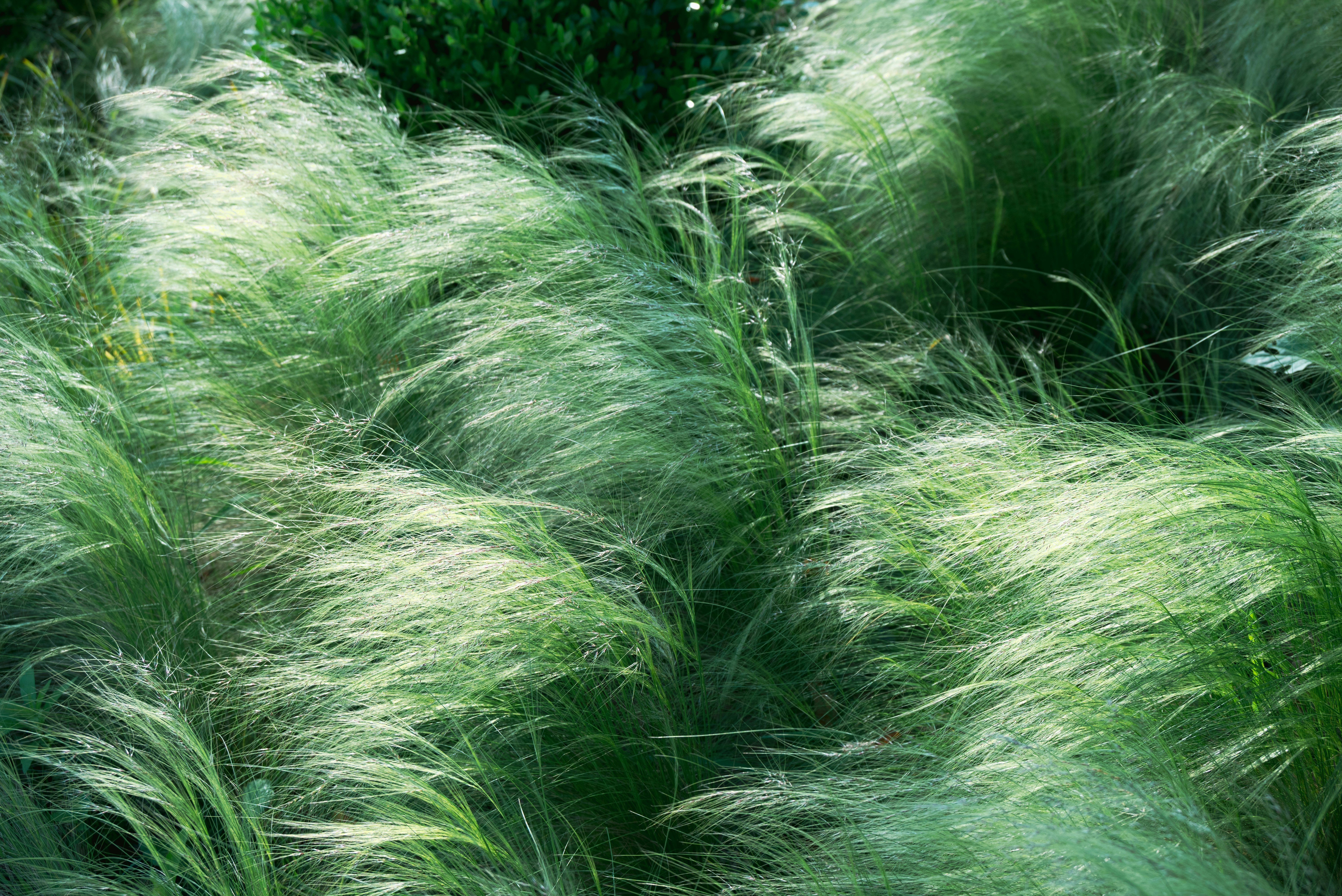 Close-up of wispy green grasses swaying in soft light, emphasizing texture and movement in a natural vignette. Represents a plant-filled natural scene.