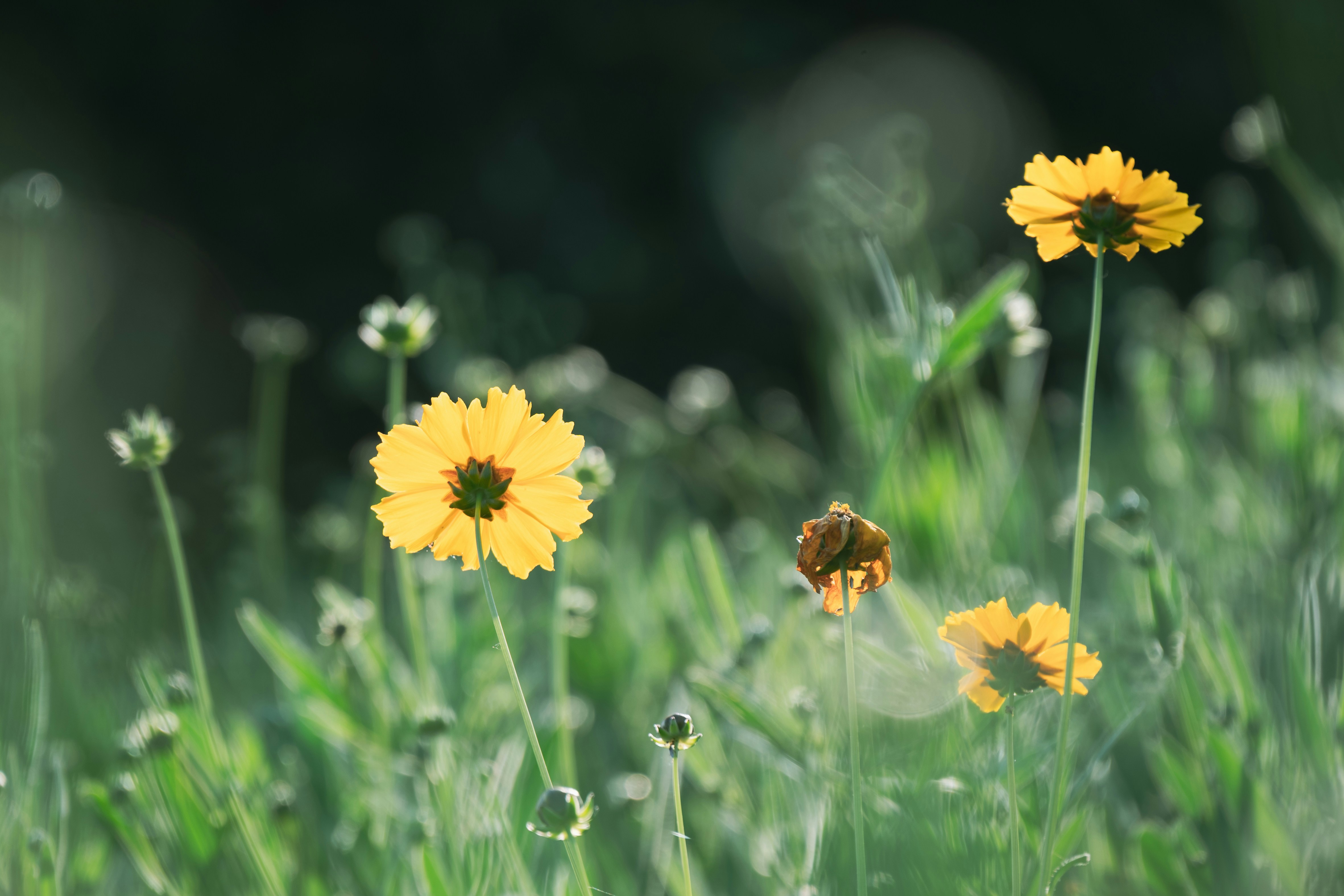 Sunlit Meadow Bloom: A Pair of Golden Heads in a Quiet Field