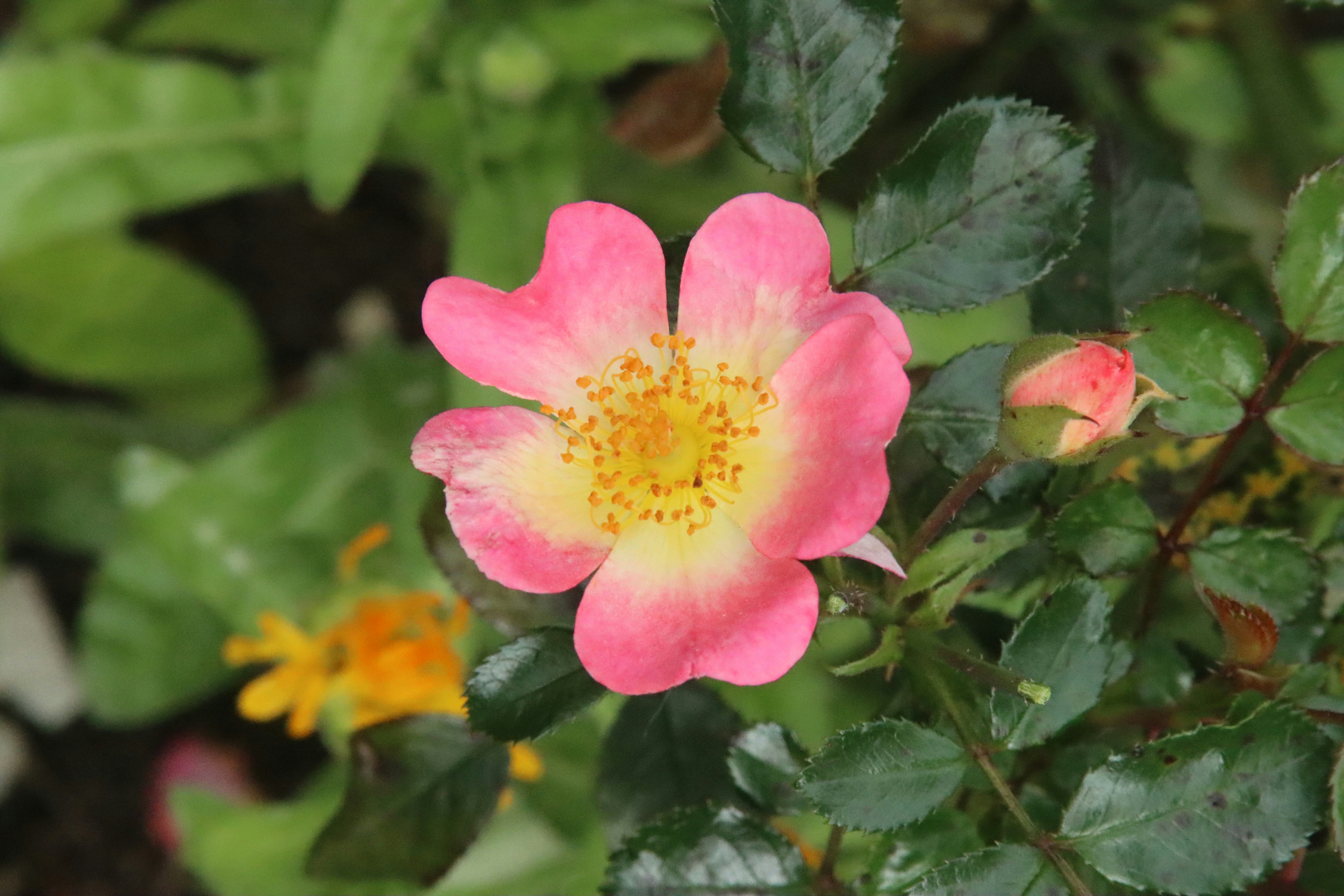 A pink-yellow rose blooms at the center of a small garden bed, with glossy green leaves and a blurred background, highlighting the flower’s petals and delicate stamen. This is a natural photography shot of a flower plant.