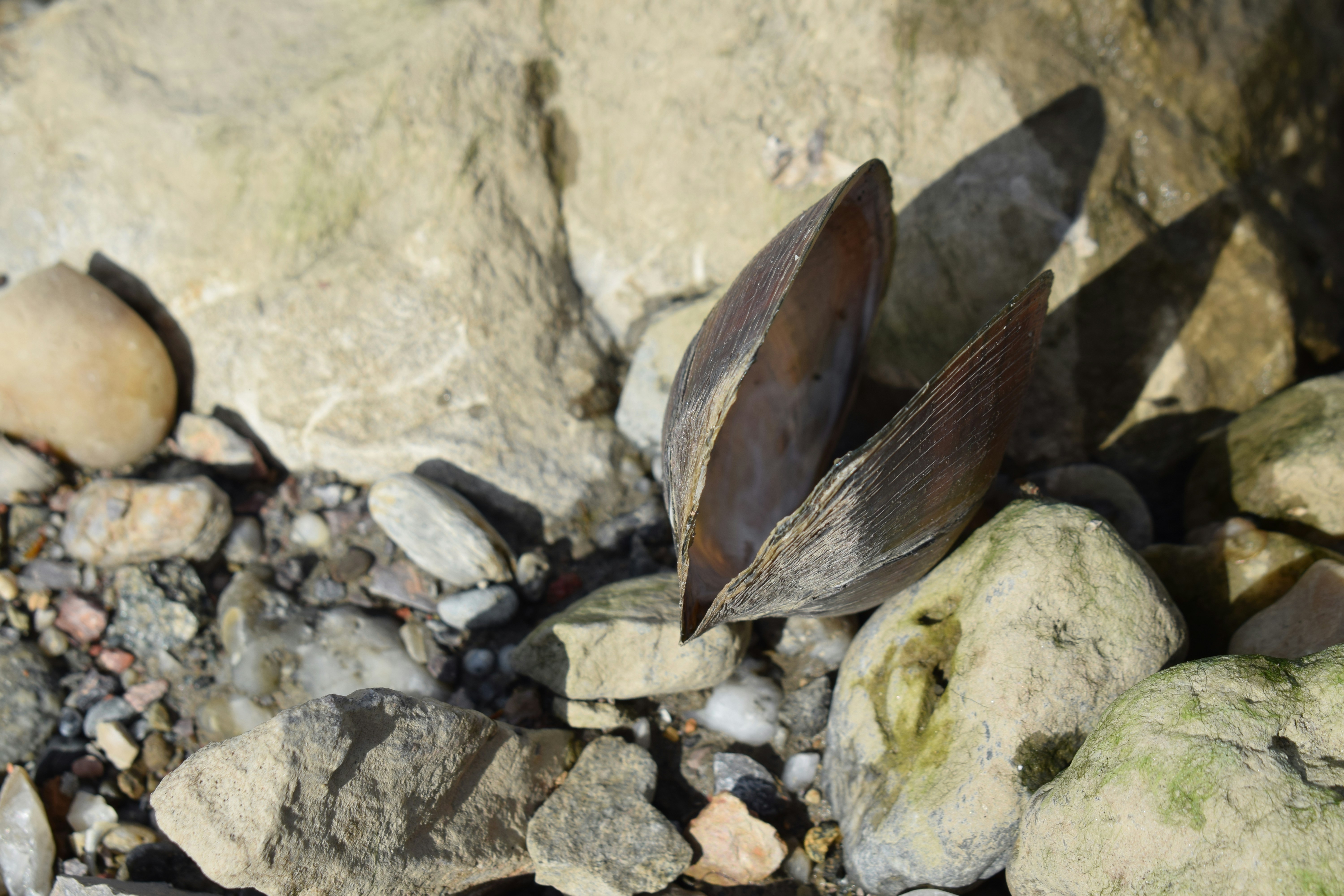 Sea-worn shell amid pebbled shore