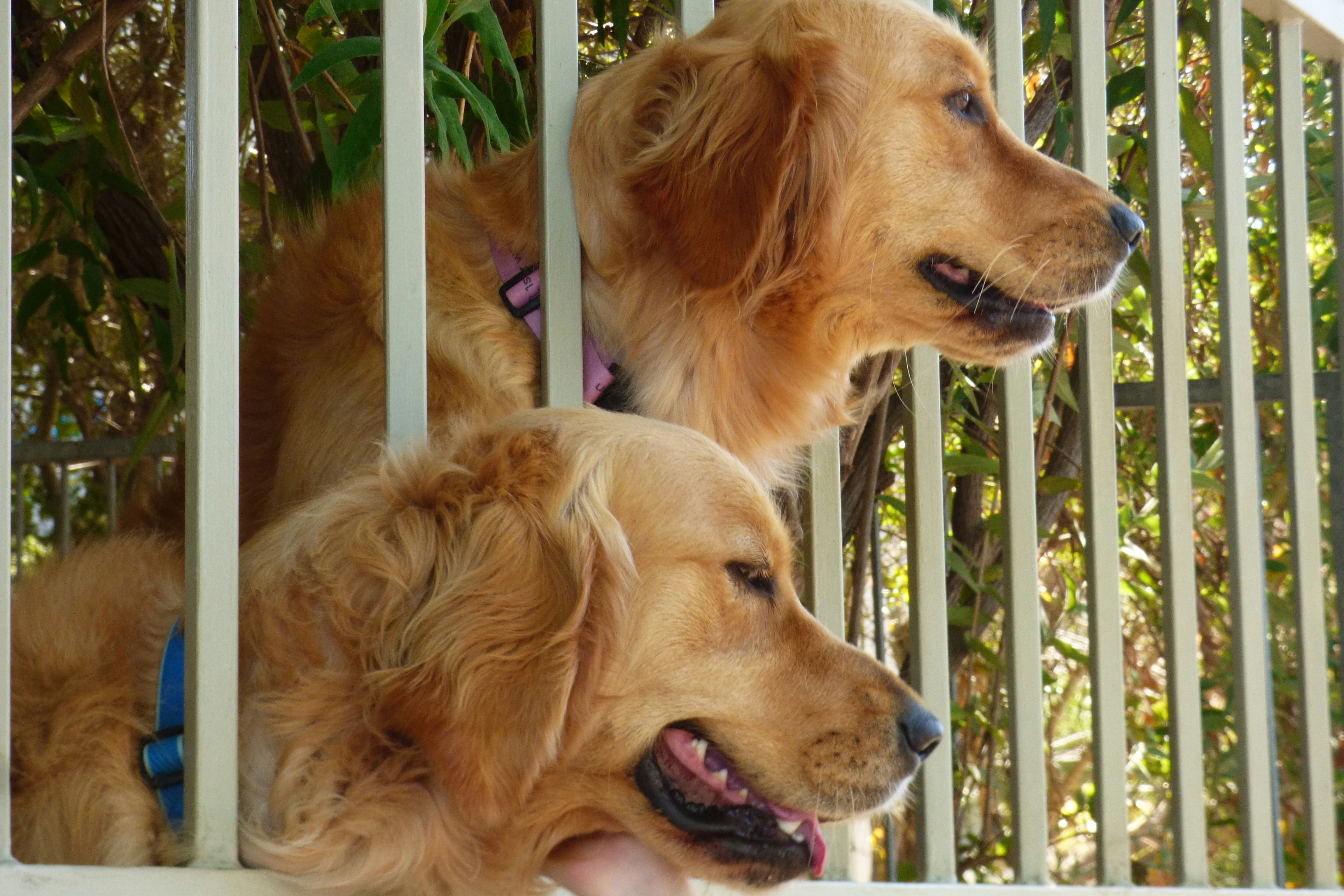 Dual Gaze: Golden Companions Peering Beyond the Bars