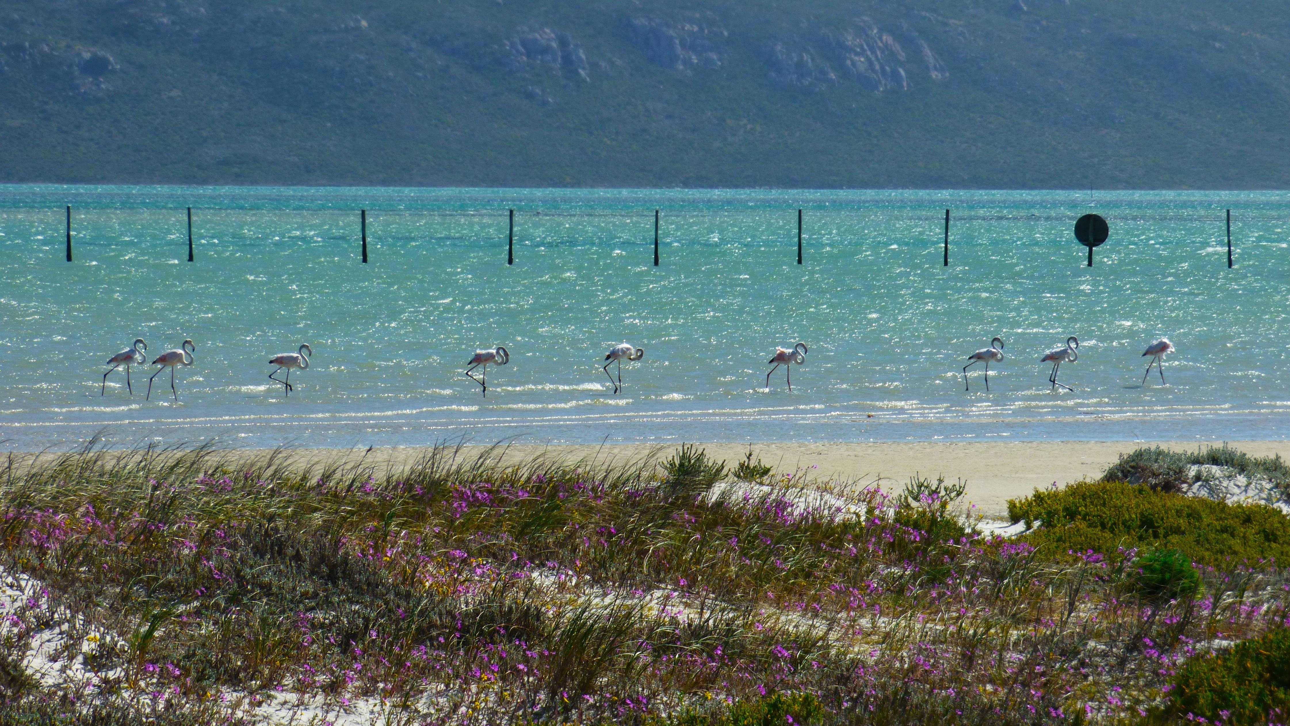 Flamingo Reef Parade at the Turquoise Shore
