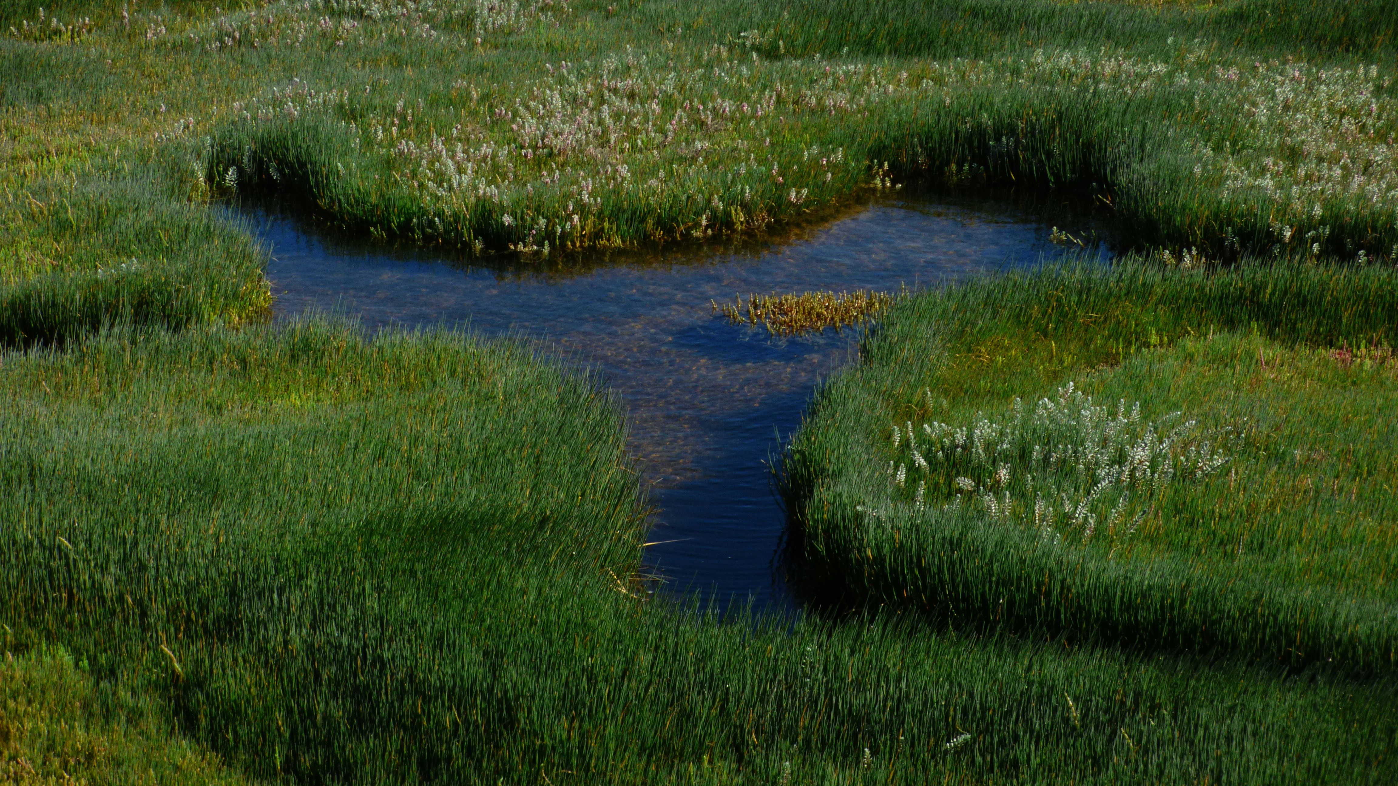 Meandering Marsh: Fractal Greens and a Quiet Waterway