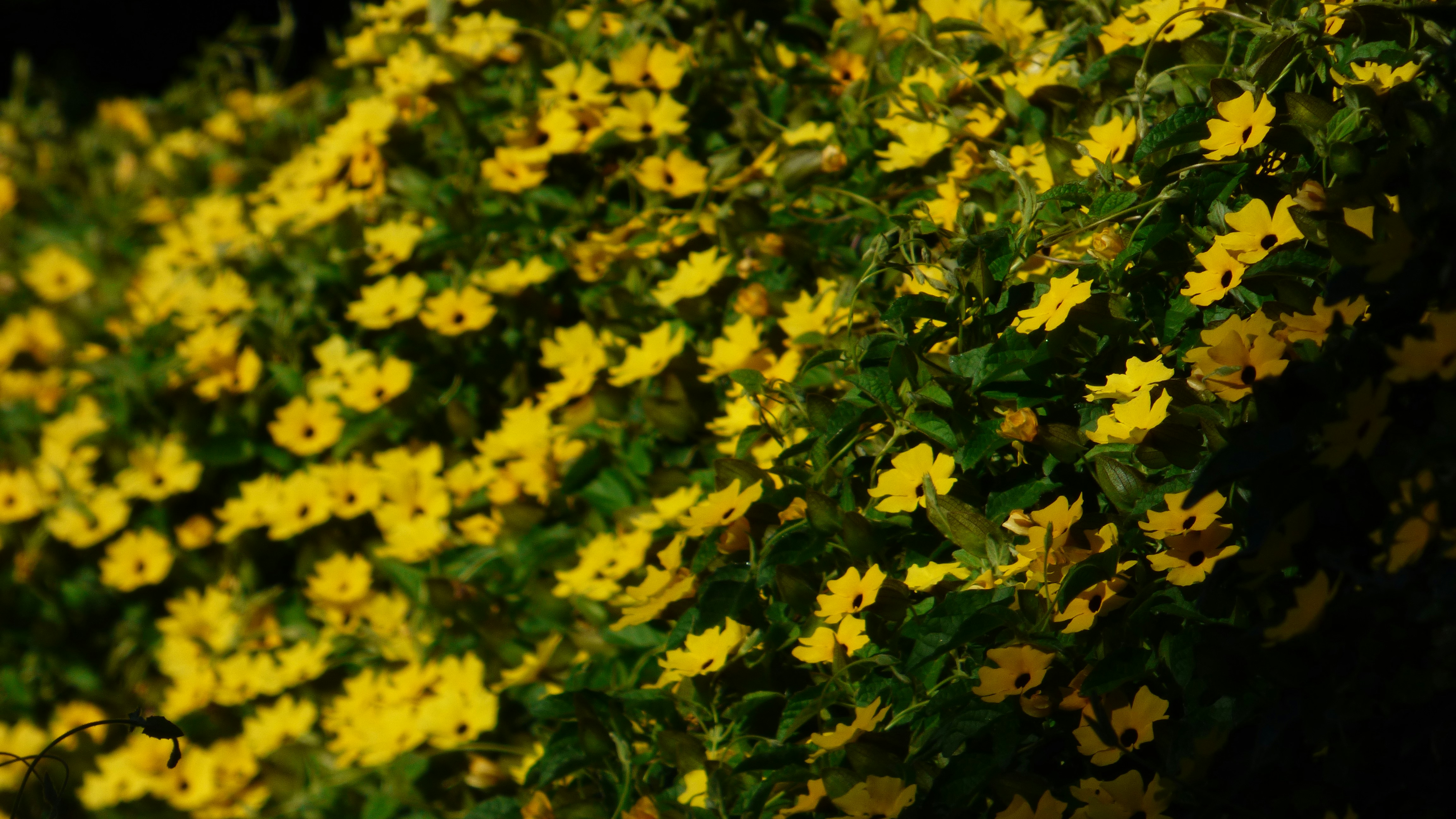 Sunlit Cascade of Yellow Blooms