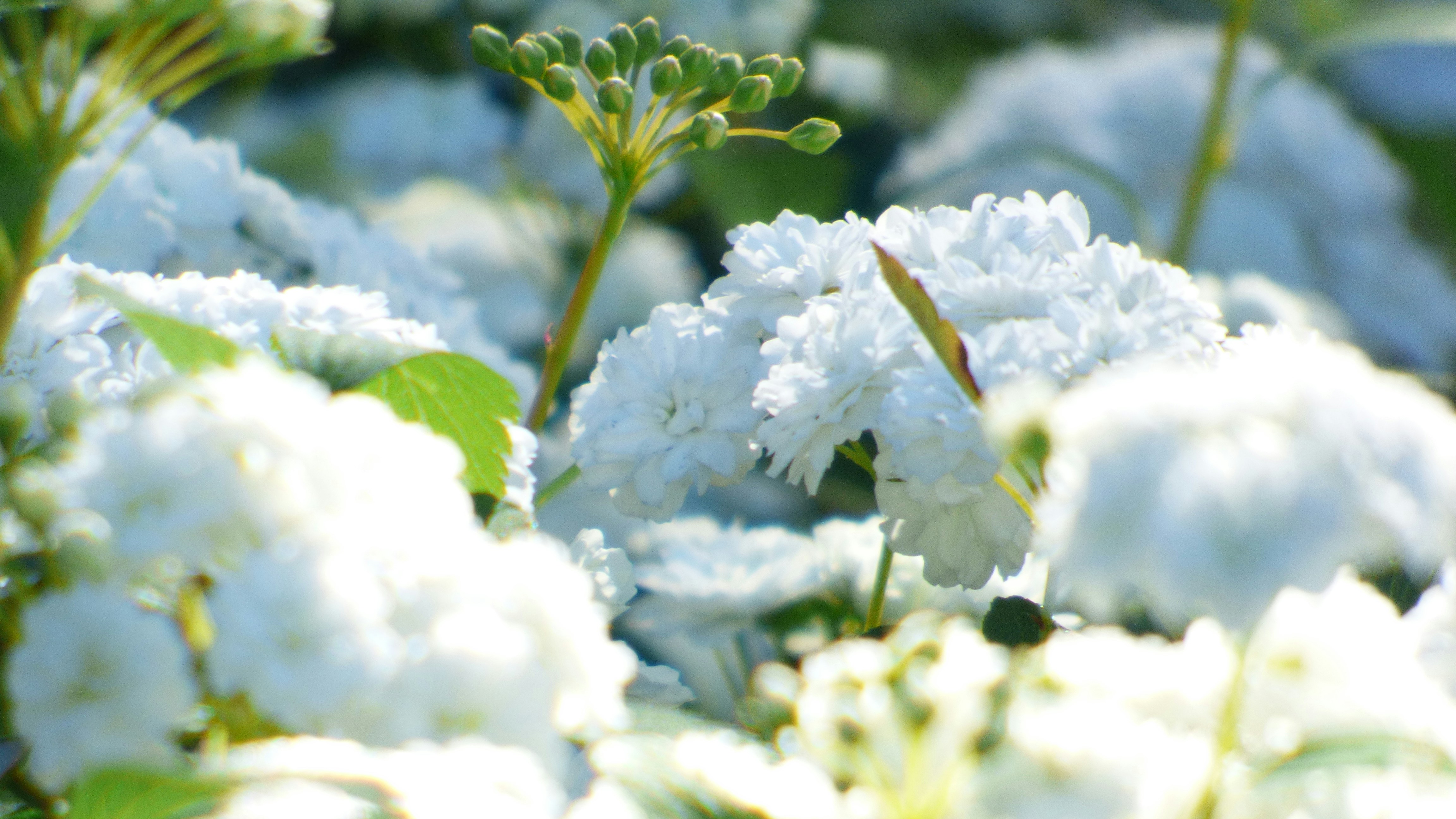 Soft Focus Blooms: White Hydrangea Cascade in Spring Light