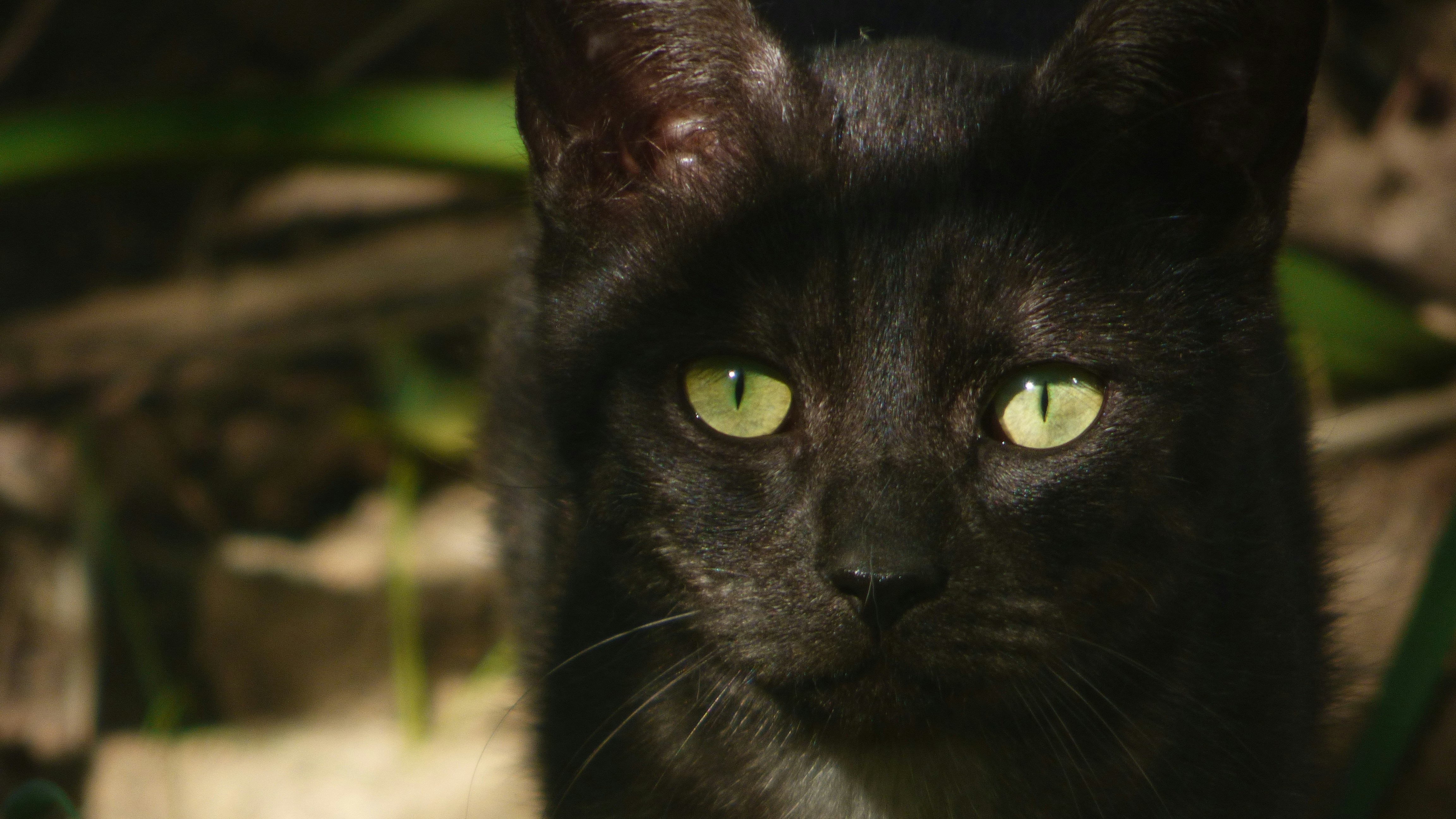Midnight Gaze: A Quiet Moment with a Black Cat