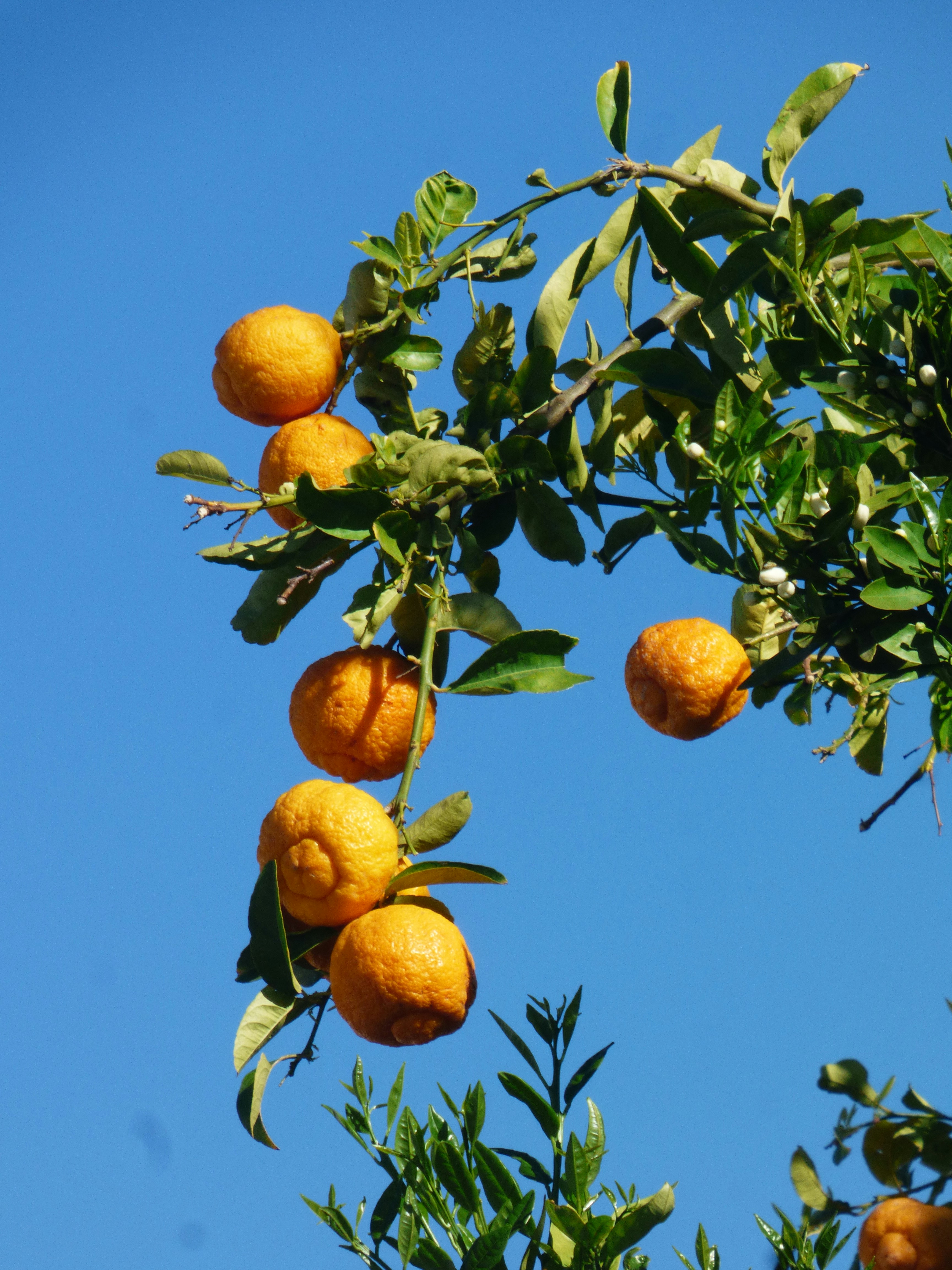 Sunlit Oranges in a Clear Blue Noon