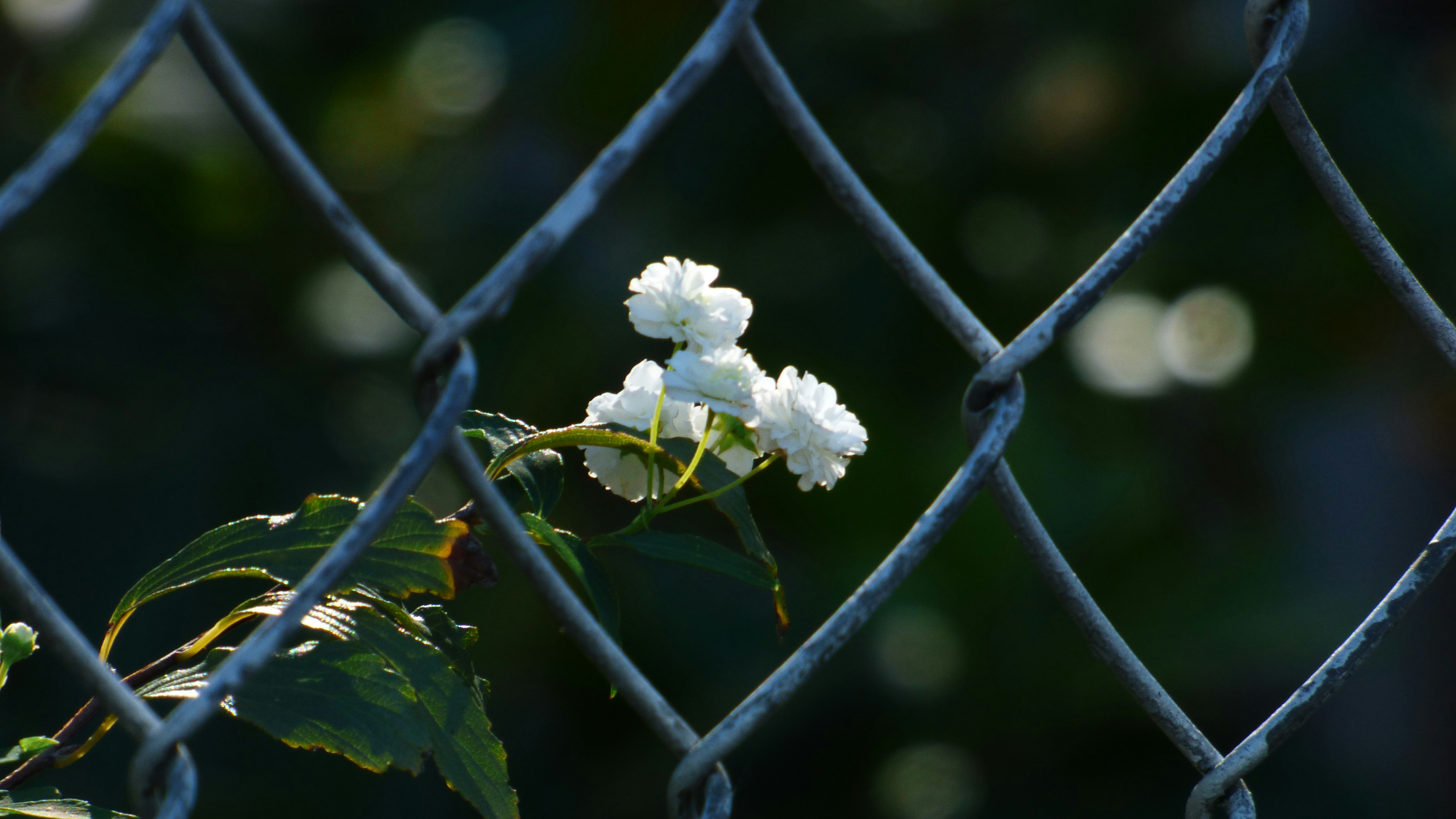 White blossoms threading through a chain-link veil
