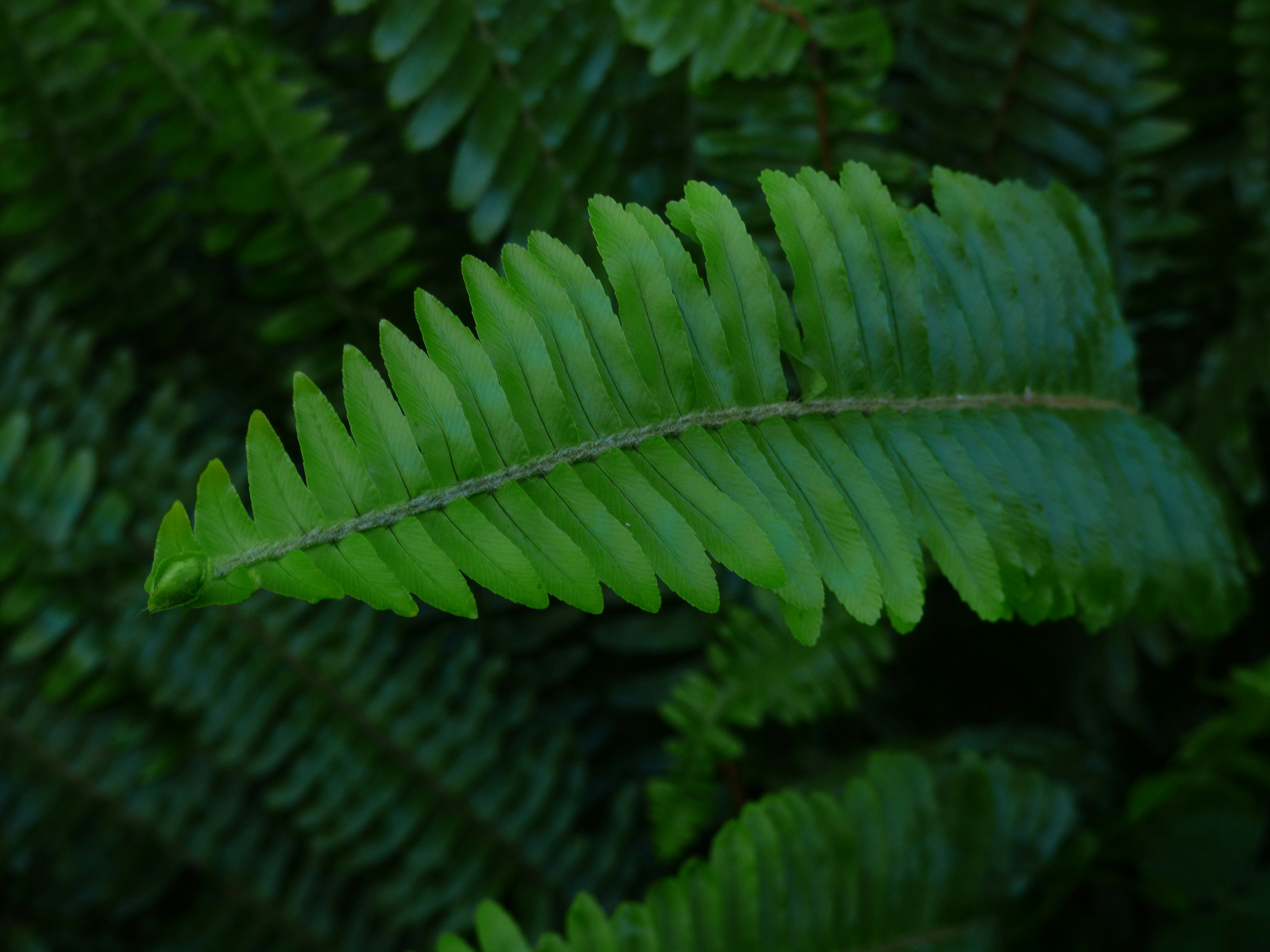 Emerald Fern Fronds: A Quiet Rise of Green Clarity