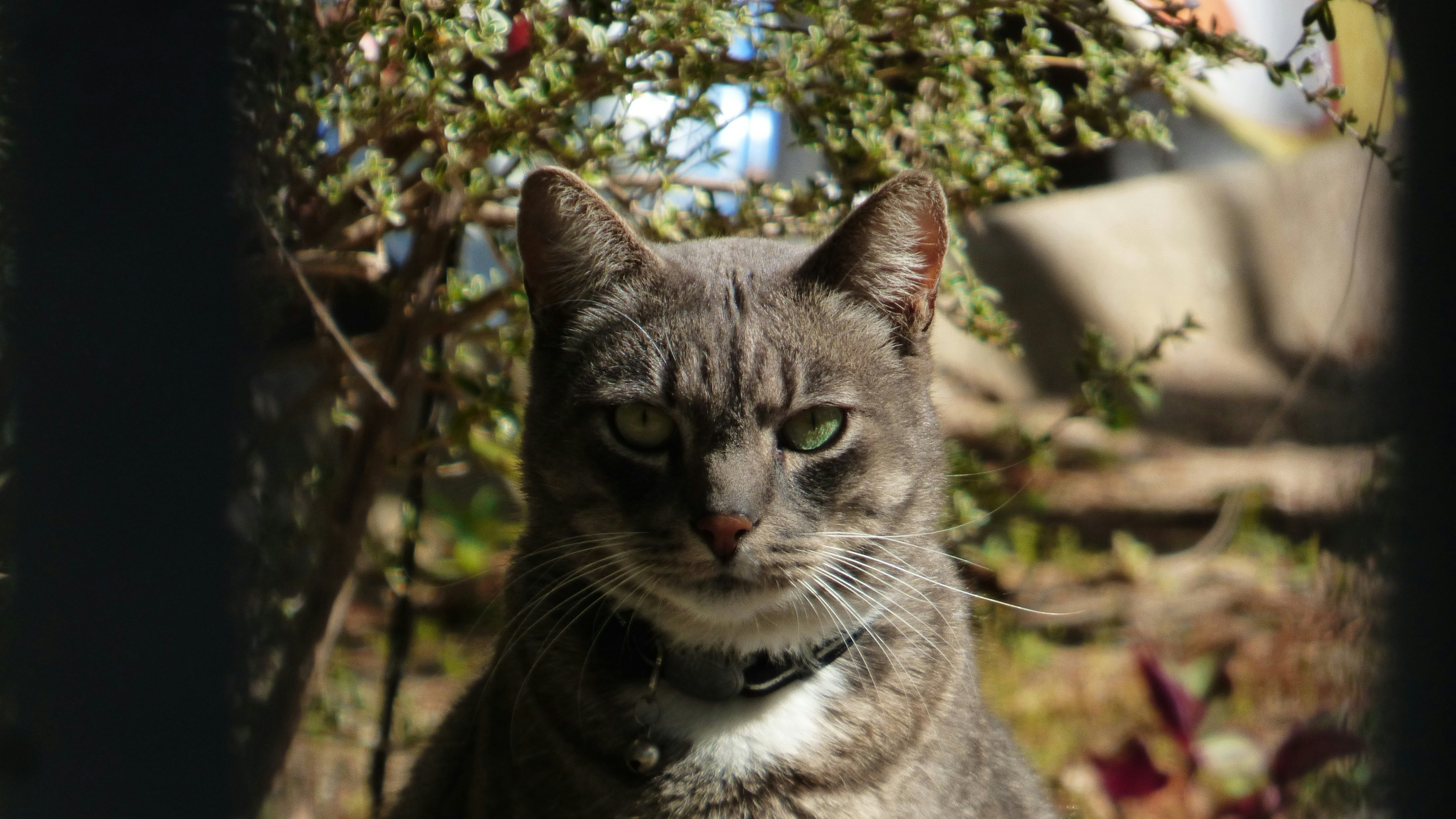 Cat in dappled shade: a focused gaze amid garden foliage